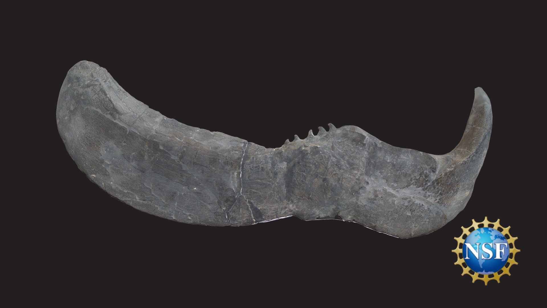 CMNH 5001, Gorgonichthys clarki infragnathal - 3D model by Cleveland ...