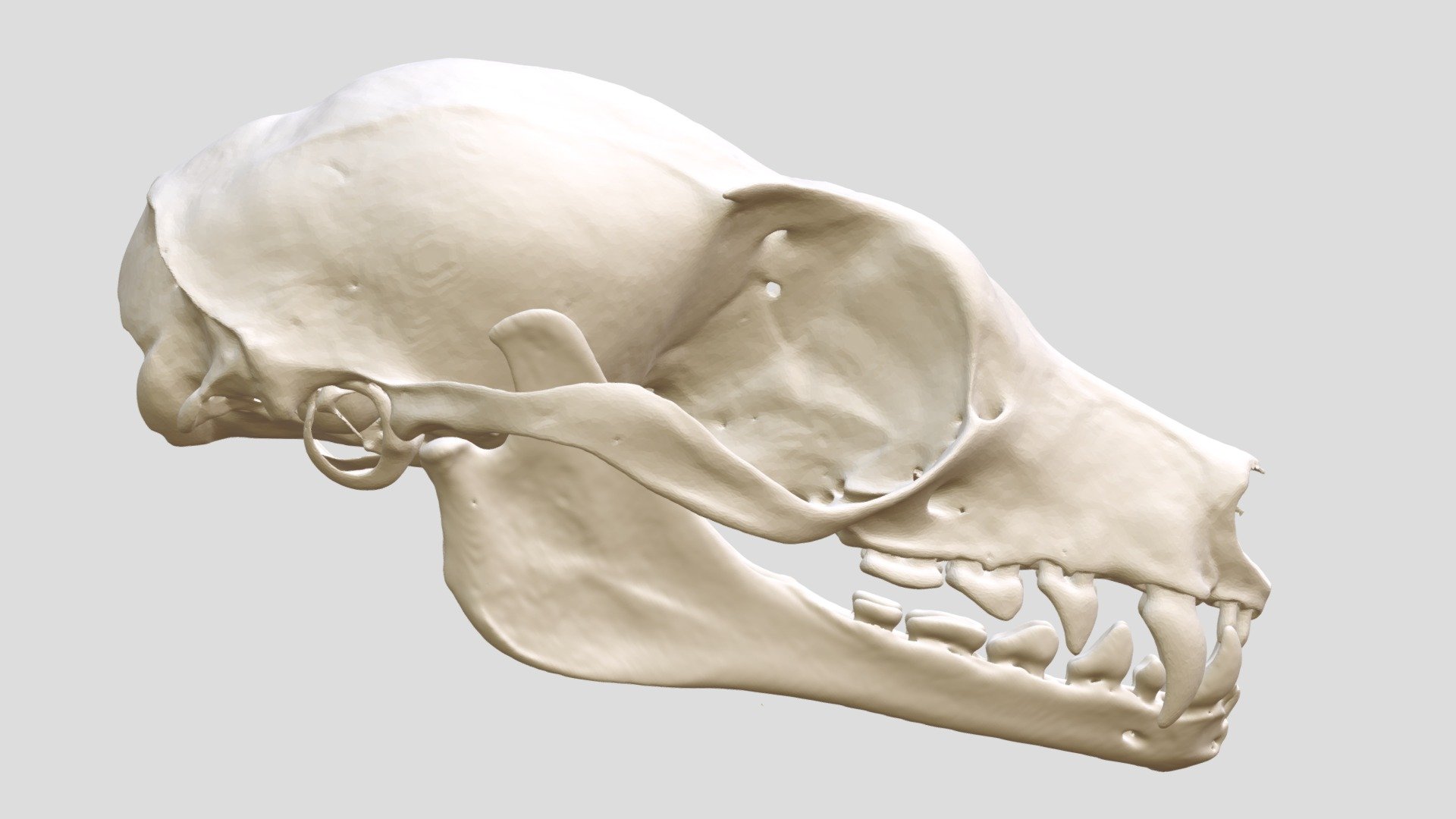 Micropteropus pusillus (MSB:Mamm:25223) - 3D model by Biodiversity ...