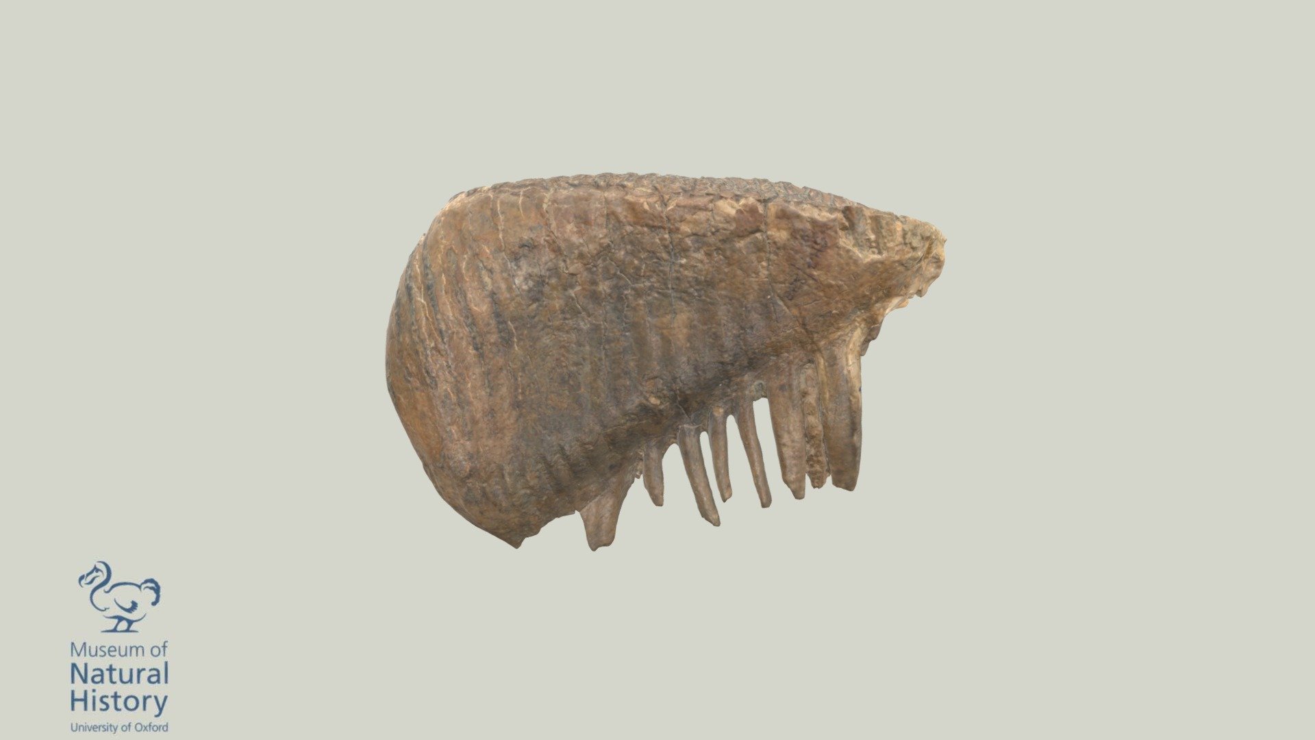Steppe mammoth tooth (OUMNH PAL-Q.11360) - 3D model by Oxford ...