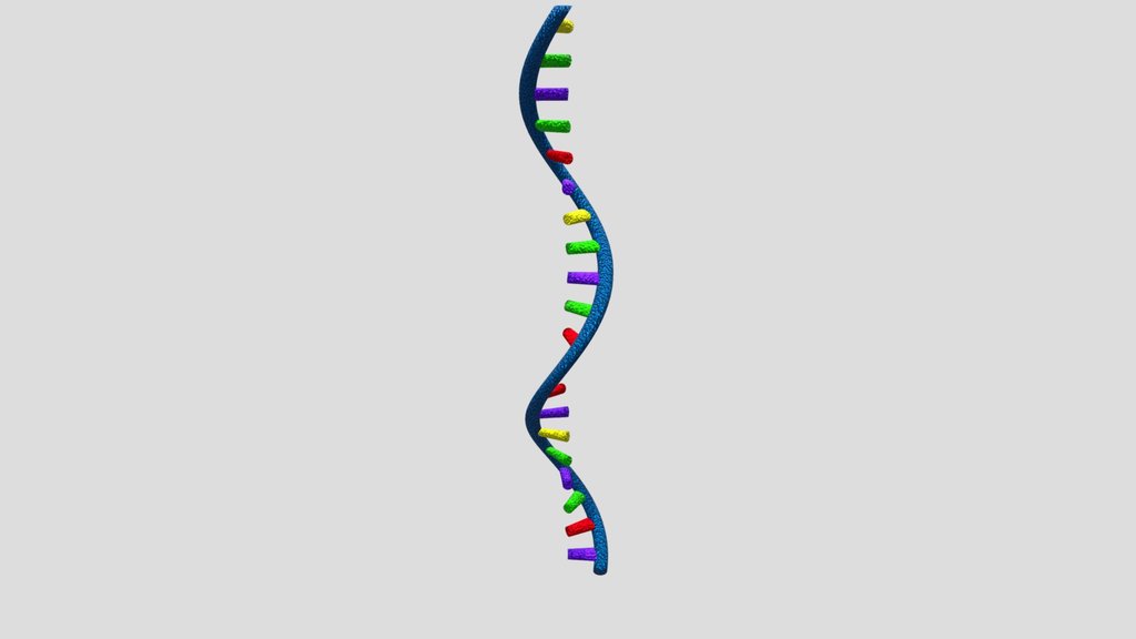 Dna And Rna A 3d Model Collection By Silvana Pinna93 Sketchfab