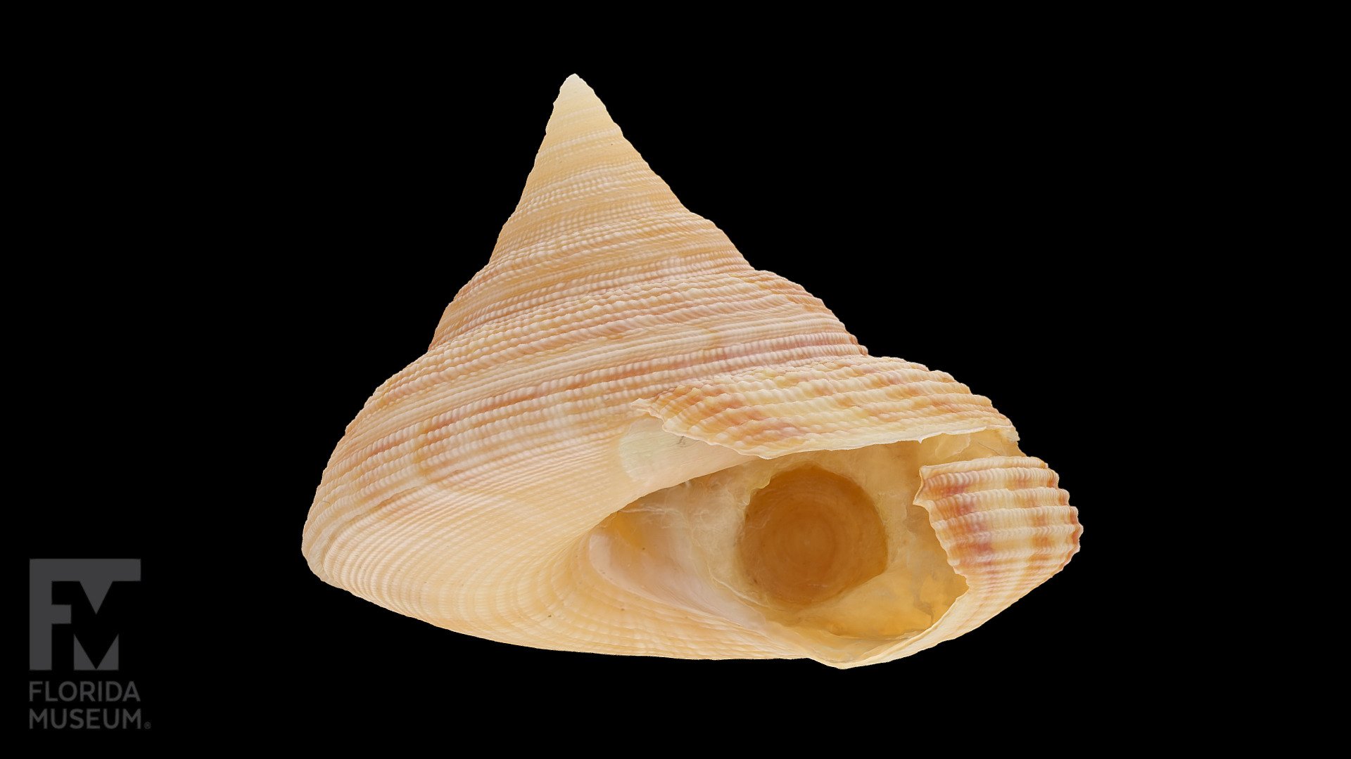 Lovely Slit Shell Perotrochus amabilis - 3D model by FloridaMuseum ...