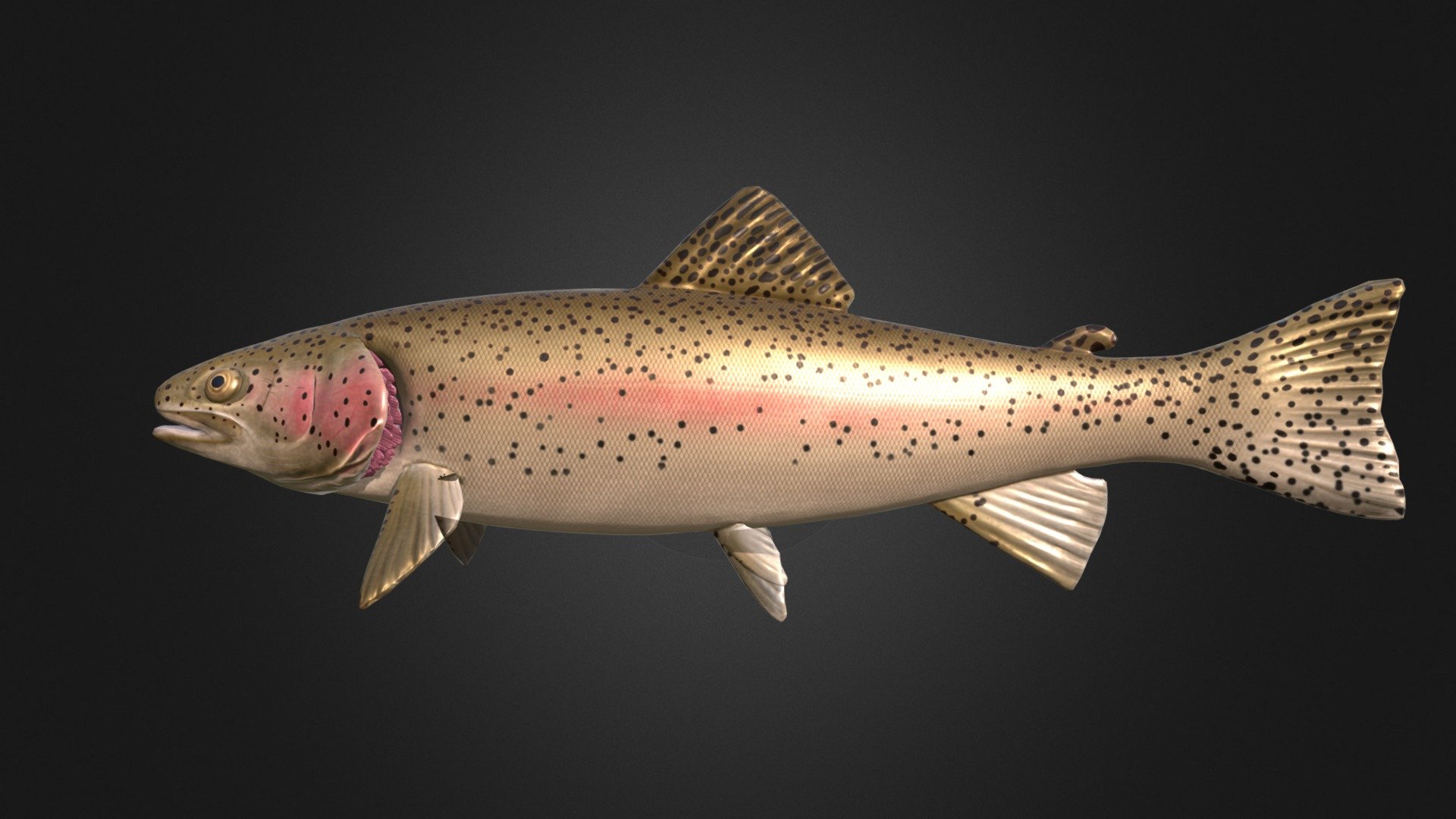 Rainbow Trout - 3D model by Woolf (@woolfcode) [d8f9760] - Sketchfab