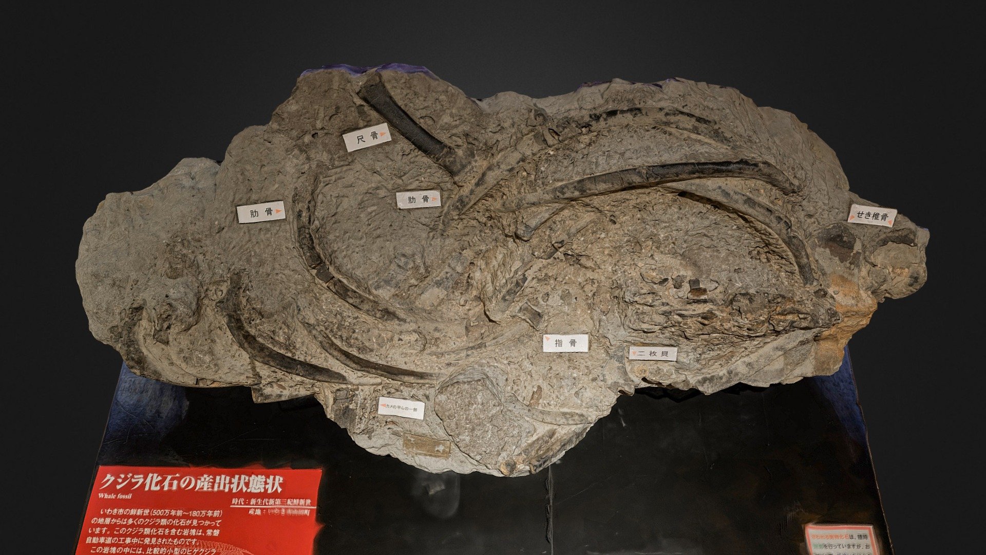 Whale Fossils - 3D model by Fuji (@fujisan) [d8fd964] - Sketchfab