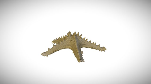 Pentaceraster-regulus 3D models - Sketchfab