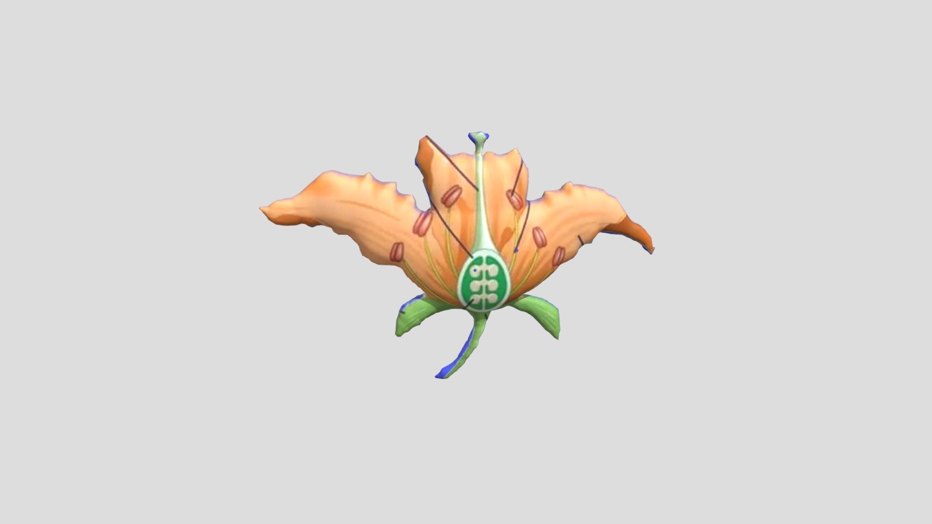 BAGIAN-BAGIAN BUNGA - Download Free 3D model by sitimarpaung21 [d903d5a ...