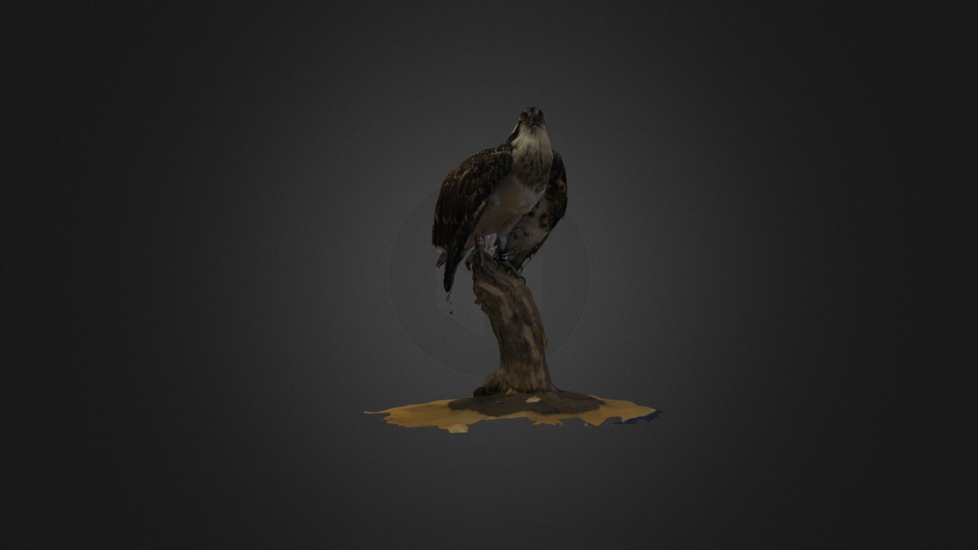 osprey - 3D model by MJinterpretations [d90ec97] - Sketchfab