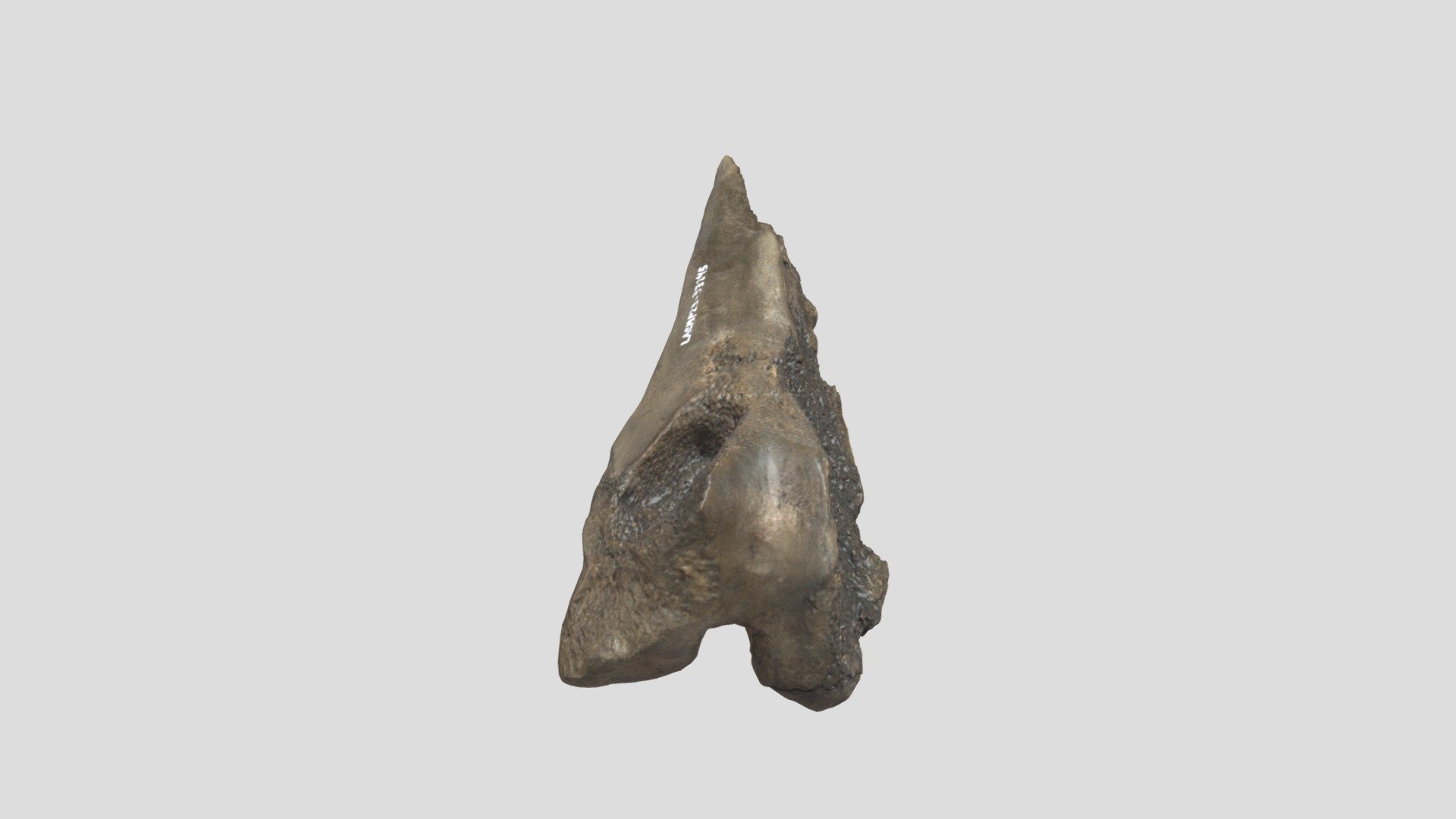 Fossil saber-toothed cat femur - 3D model by Natural History Museum of ...