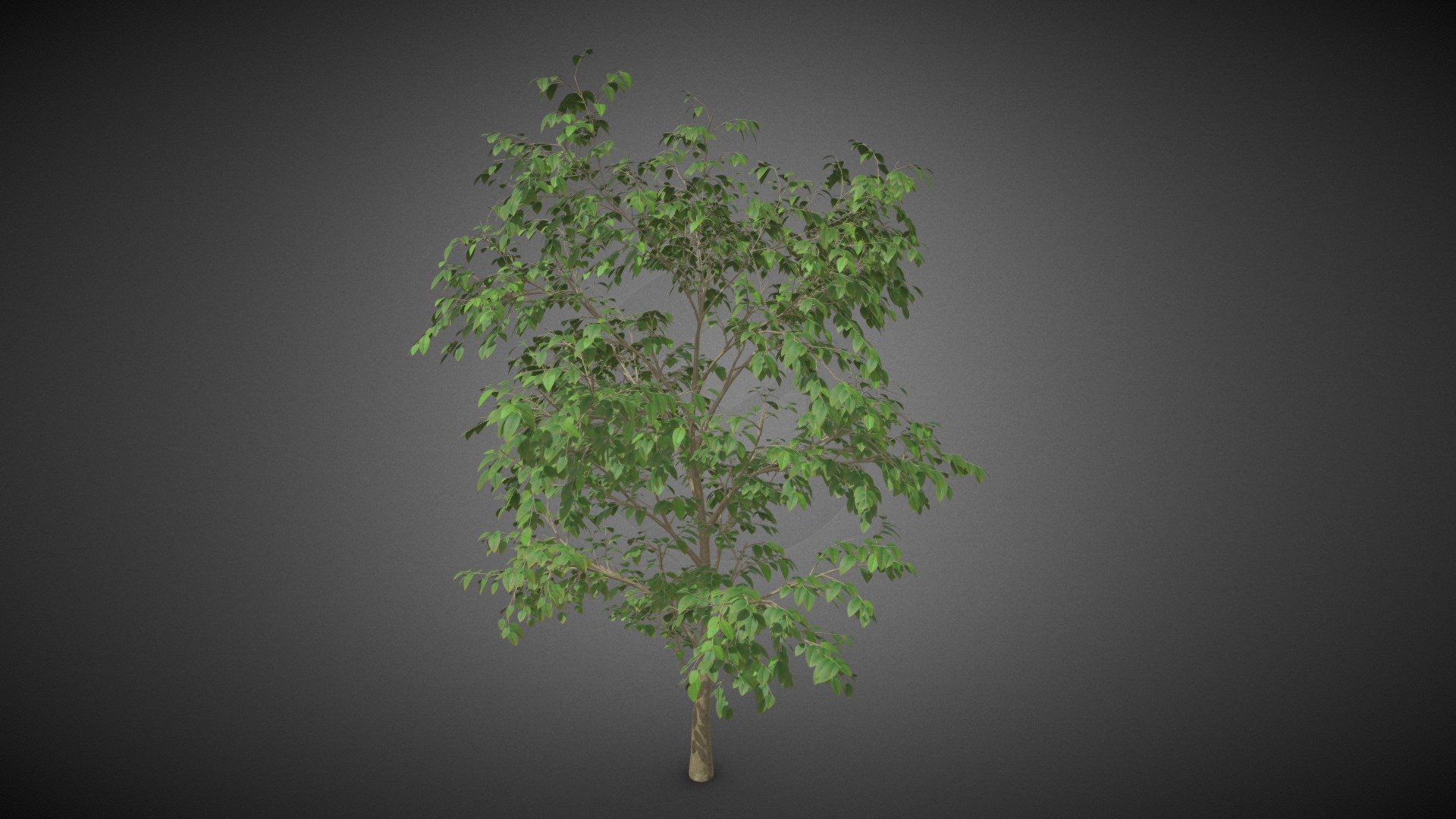 Tree shrub - Buy Royalty Free 3D model by misitewang [d91b0fa ...