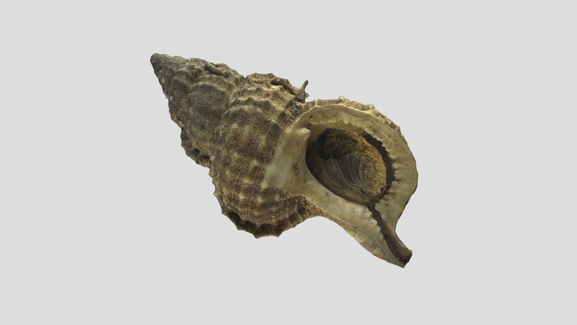 Giant Triton (Female) - 3D model by Maritime Library (@maritimelibrary ...
