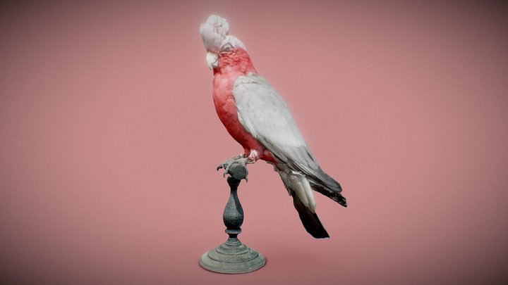 Roze 3D models - Sketchfab