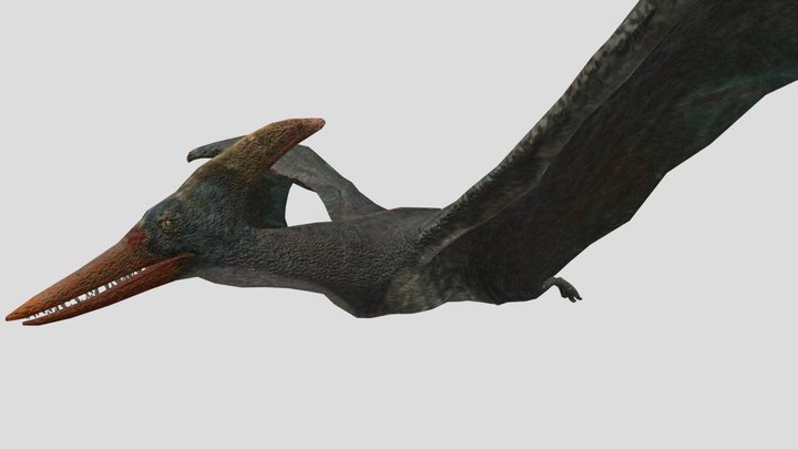 Pterosaur 3D models - Sketchfab