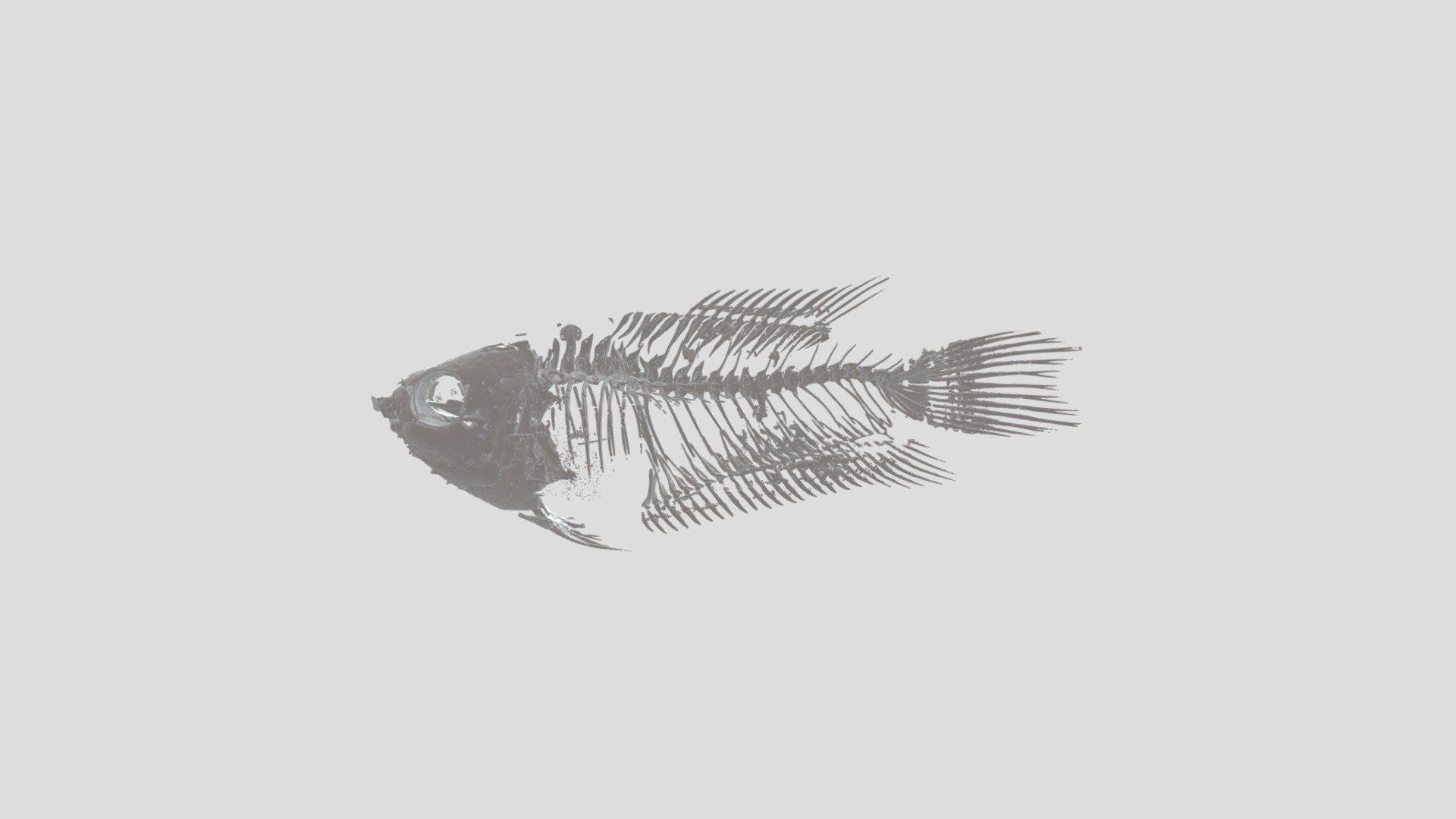 CT reconstruction of paratise fishs skeleton - 3D model by isidorr ...