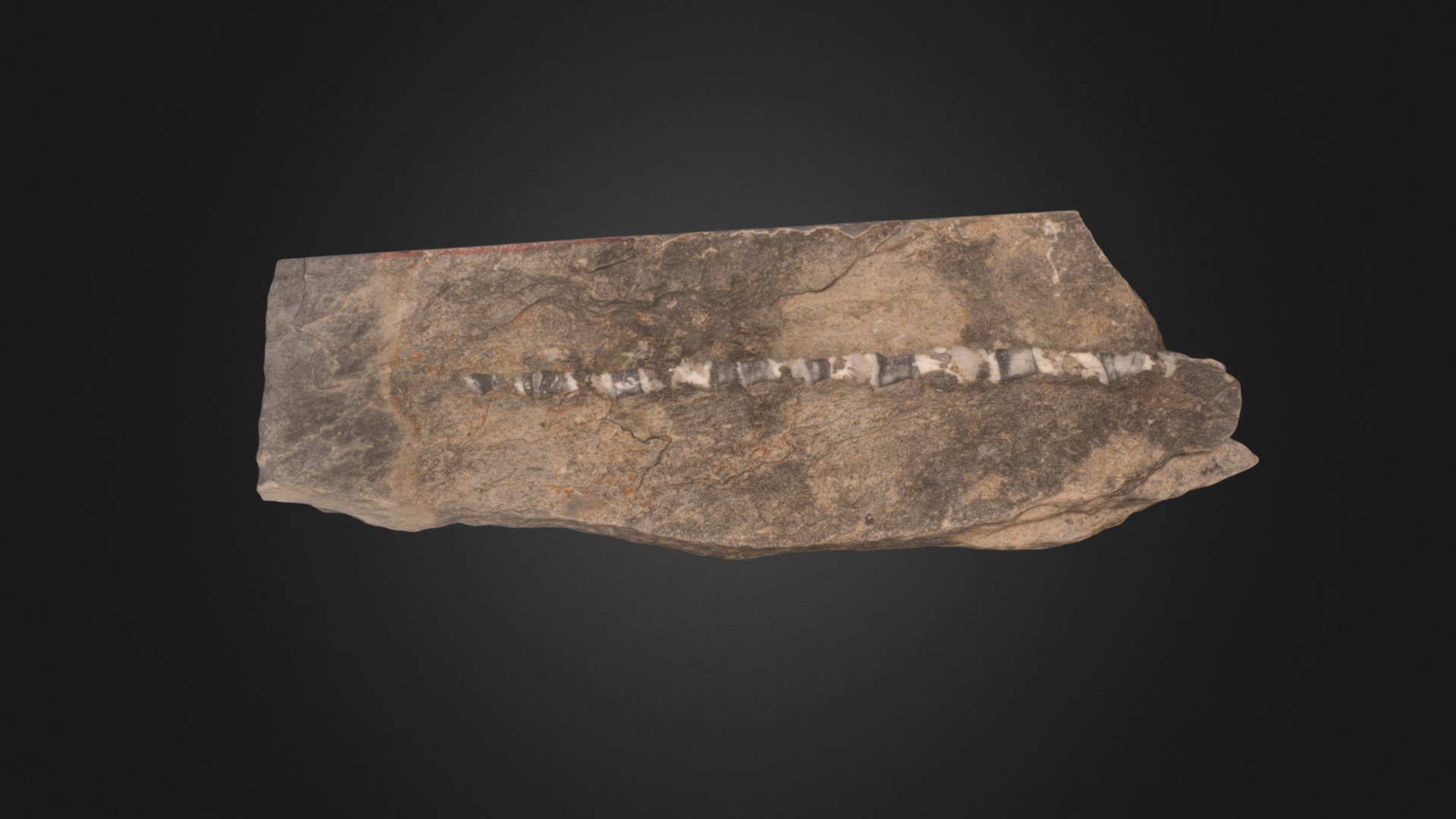 No. 23 | Fossil | Belemnite - 3D model by Applied Structual Geology ...