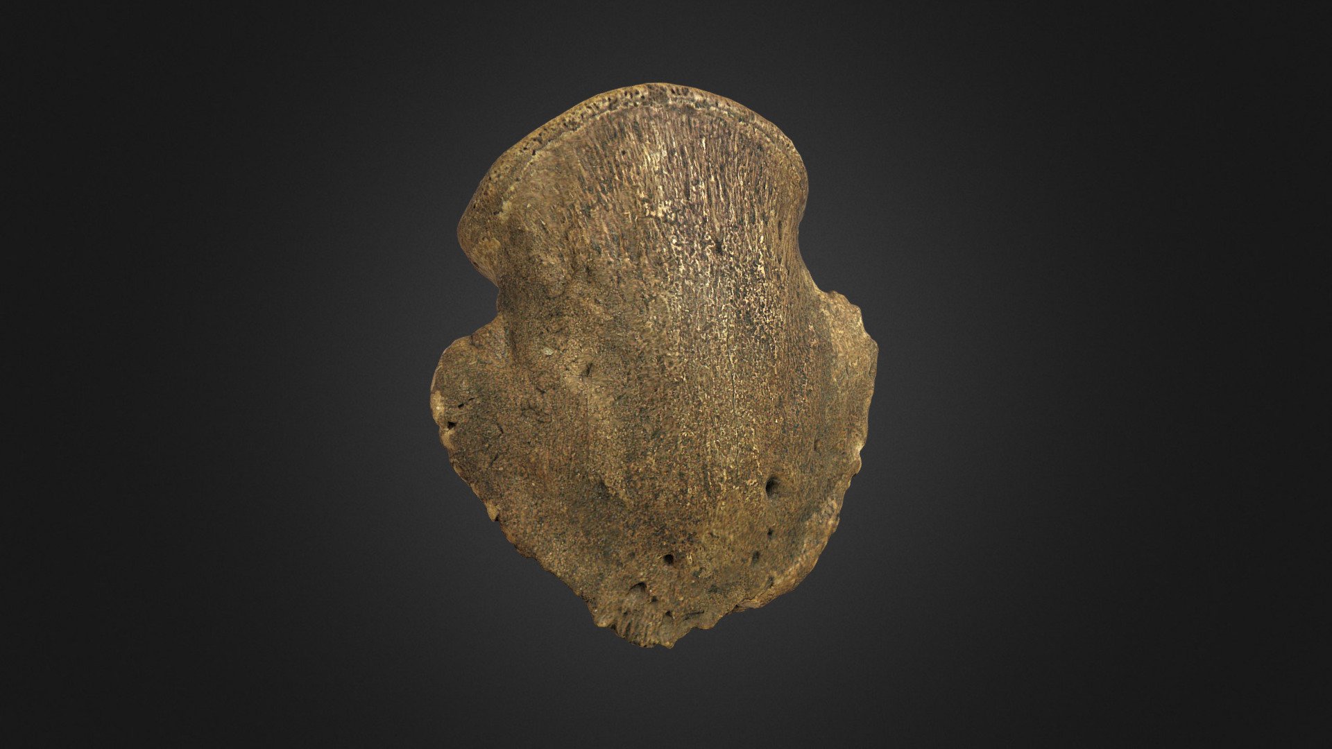Juvenile Hadrosaur Hoof - 3D model by Olof Moleman (@lordtrilobite ...