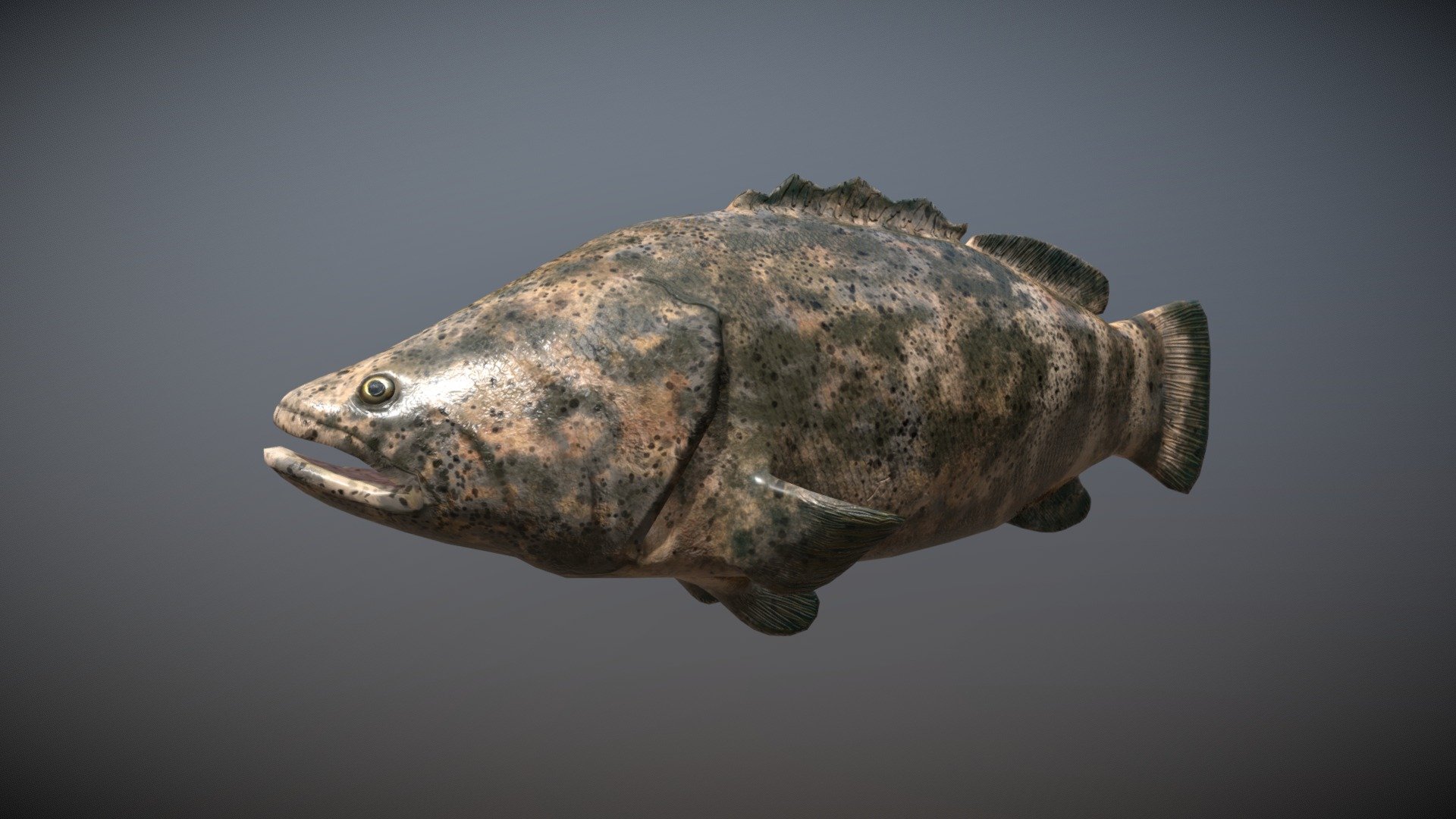 Grouper (fish) - 3D model by victory_summery (@victorysummery) [d93d8f9 ...