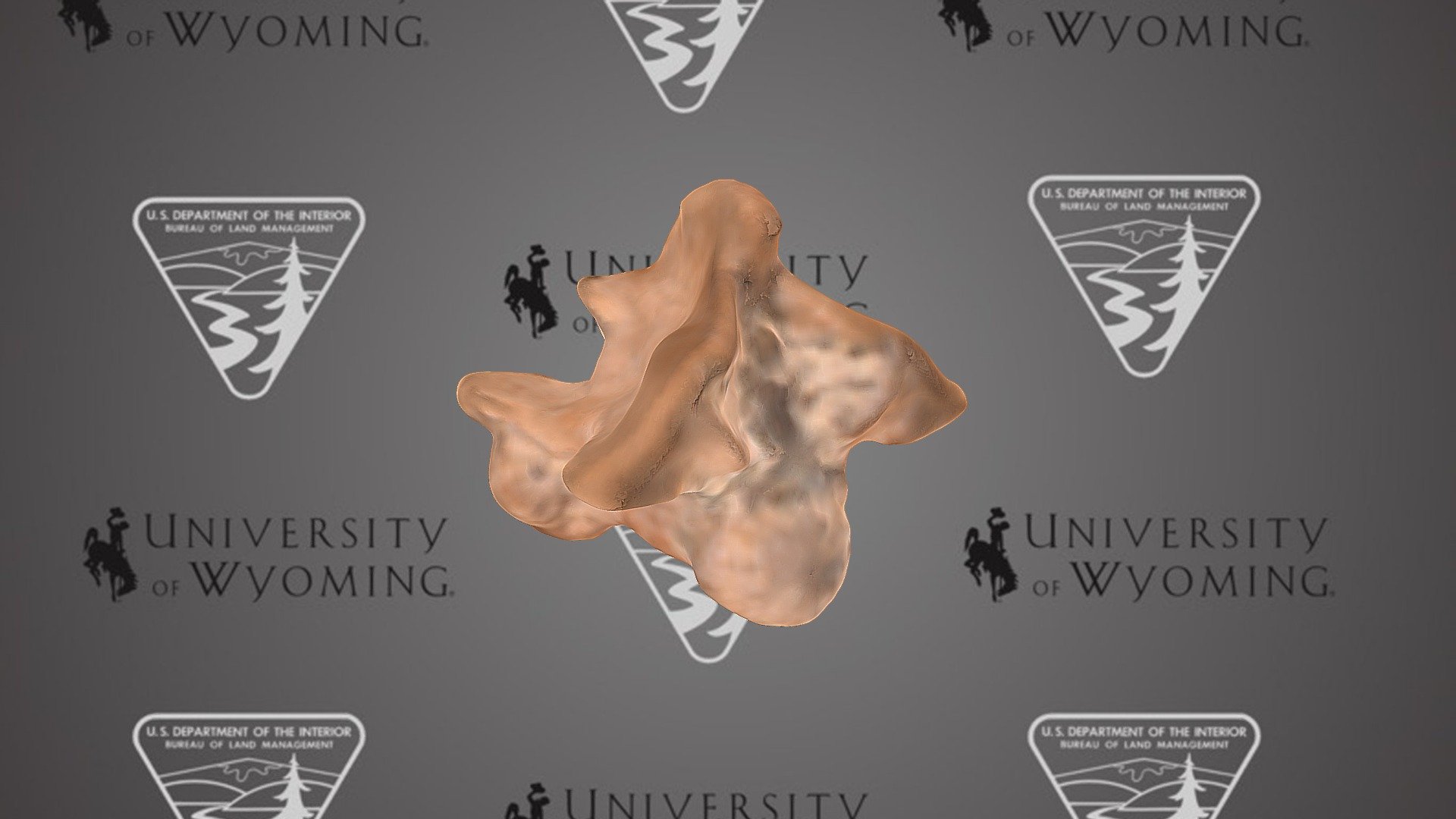 UW 997 - Squamata, vertebrae - Download Free 3D model by University of ...