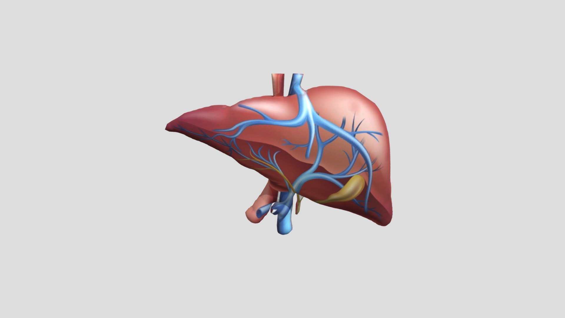 Organ Hati - Download Free 3D model by hendri.kurniadi [d94360f ...