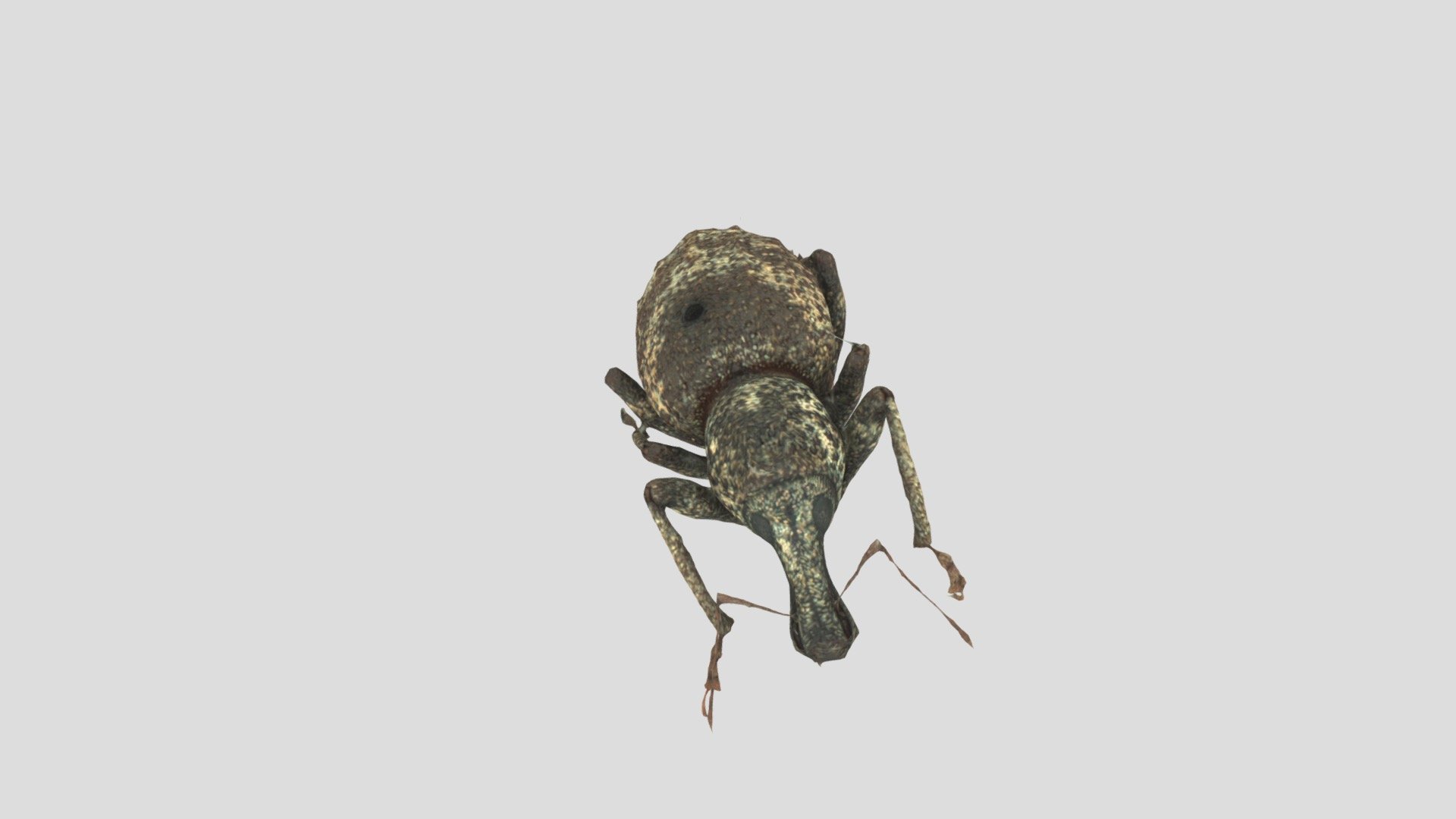 Weevil - 3D model by simonmax [d9455d7] - Sketchfab