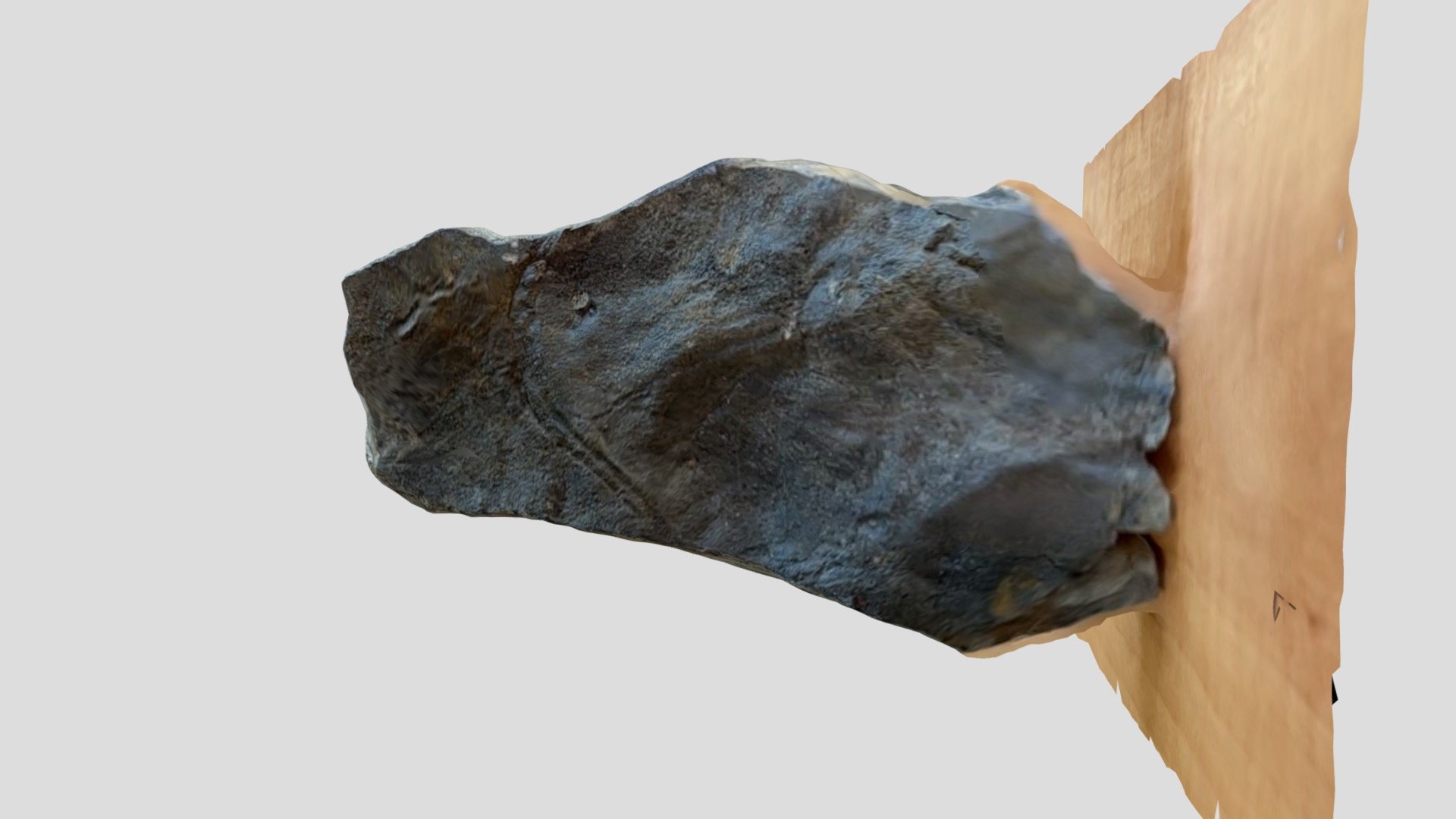 Trilobite fossil scan - 3D model by immerstech [d946c29] - Sketchfab