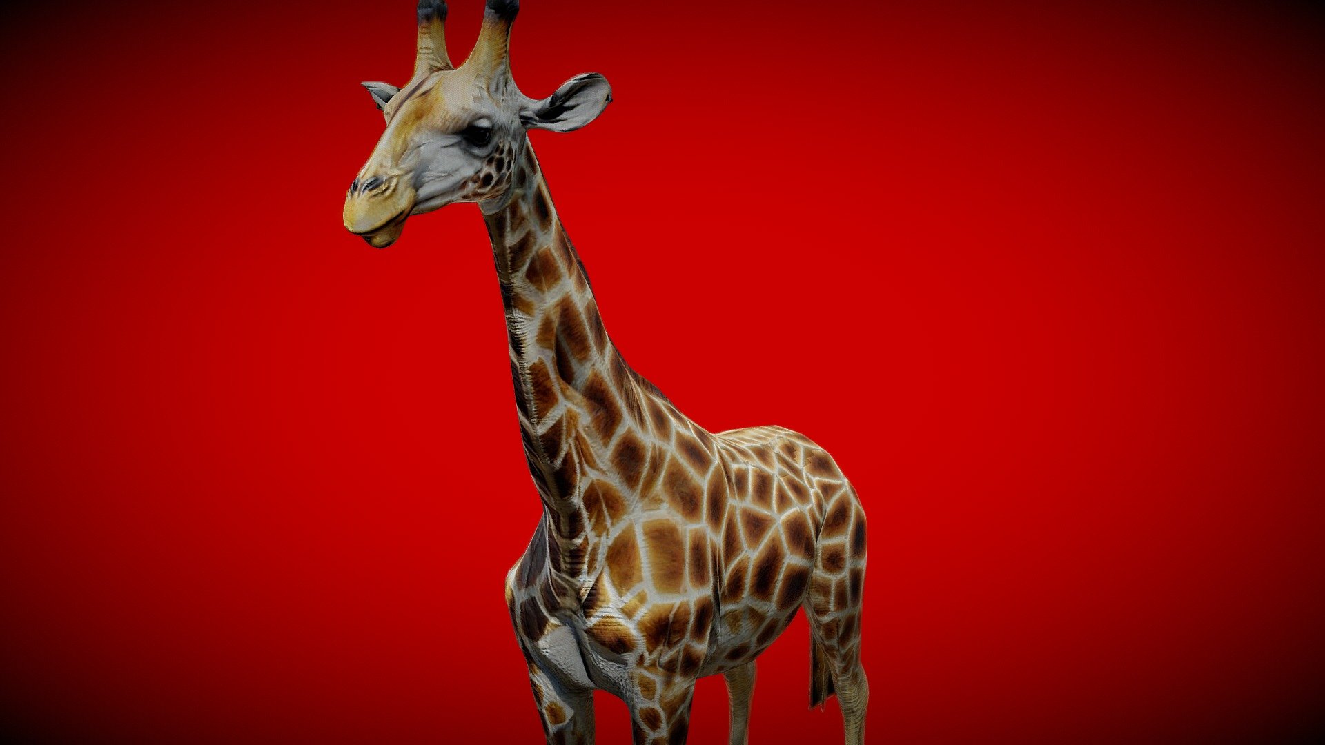 Giraffe - Download Free 3D model by Anees Animates (@AneesAnimates ...