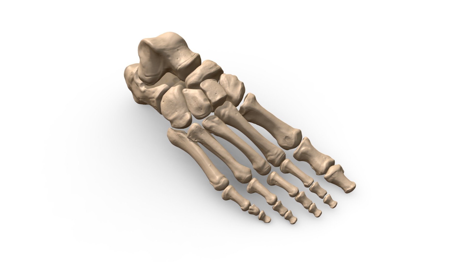 Feet Skeleton - Buy Royalty Free 3D model by Razlighi (@Hadi_Razlighi ...