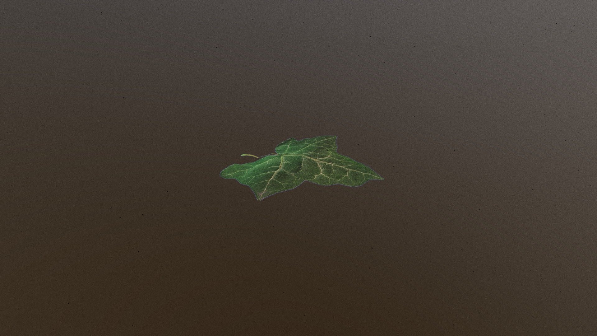 leaf - 3D model by JoeCordall [d95c62c] - Sketchfab