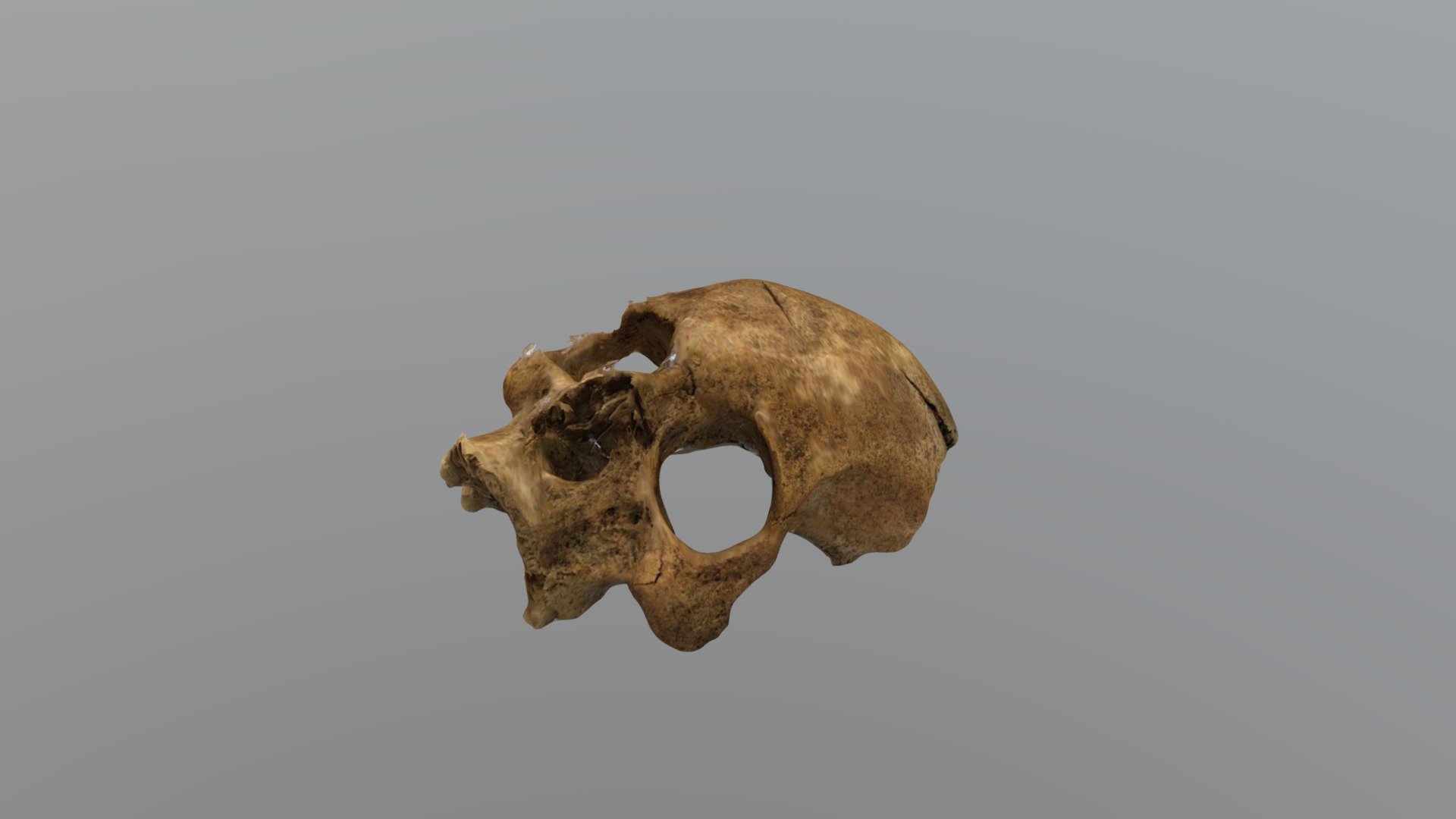 St. Nicolas Kirk SK176 Skull - 3D model by Bchocholek [d9629eb] - Sketchfab