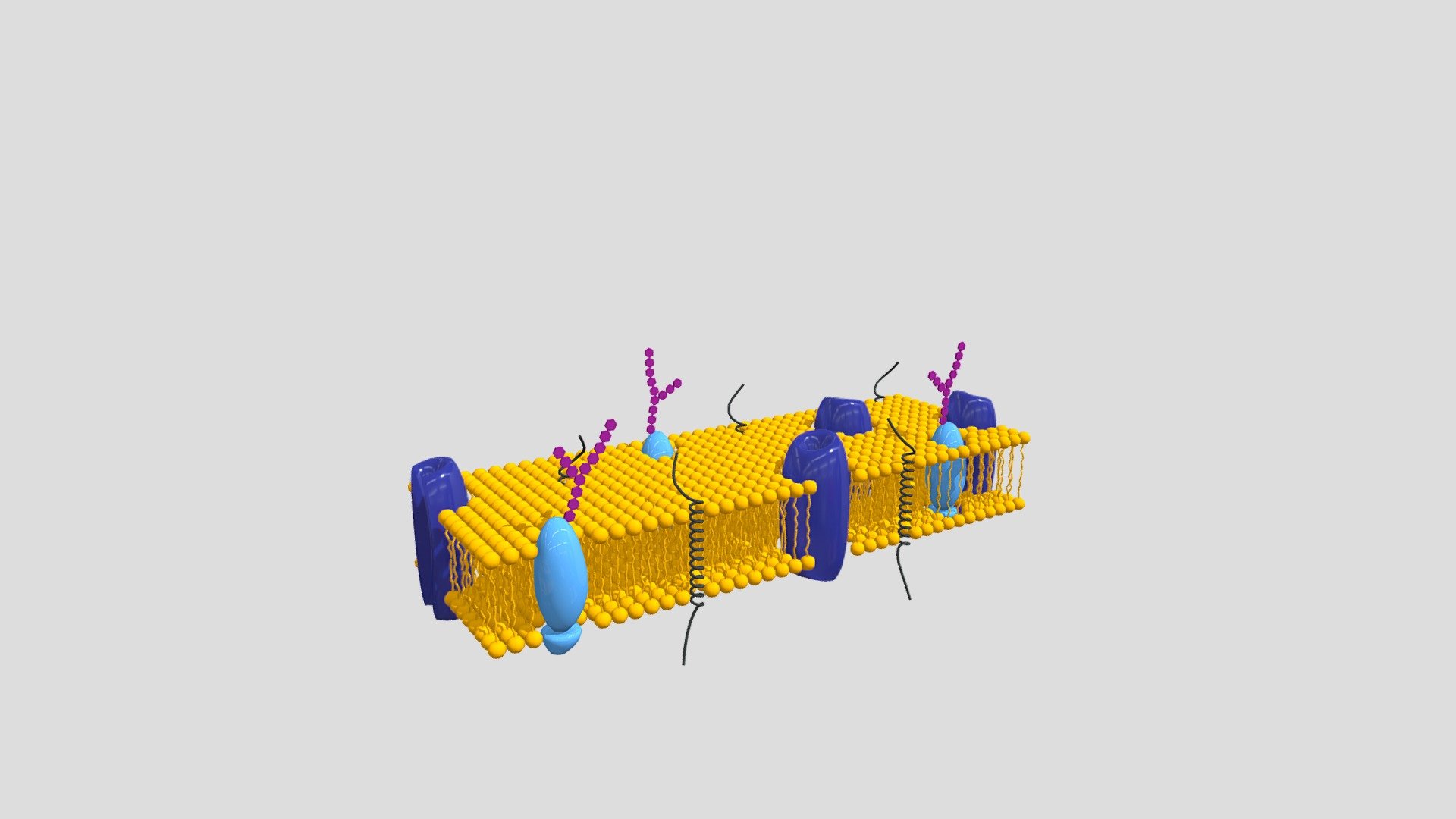 Cell Membrane - Fluid Mosaic Model - Download Free 3D model by Jaliyah ...