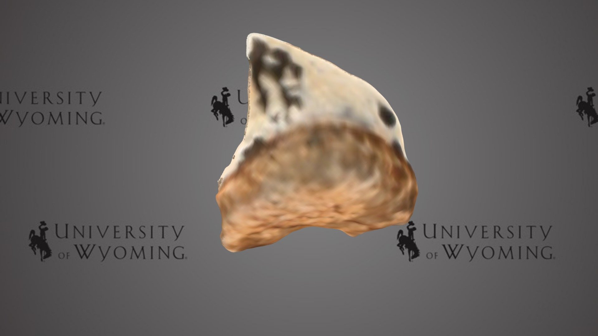UW 26926 A - Squalicorax sp., Tooth - Download Free 3D model by ...
