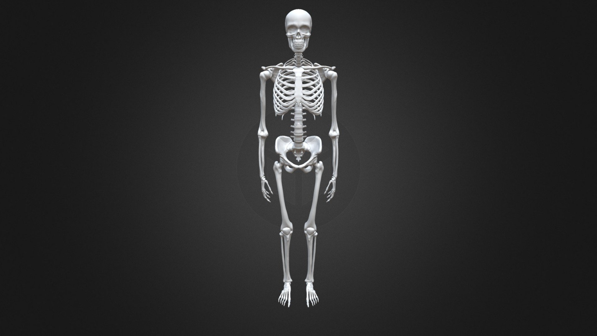 Human Skeleton Exercise 1 - 3D model by garstkik [d967abe] - Sketchfab