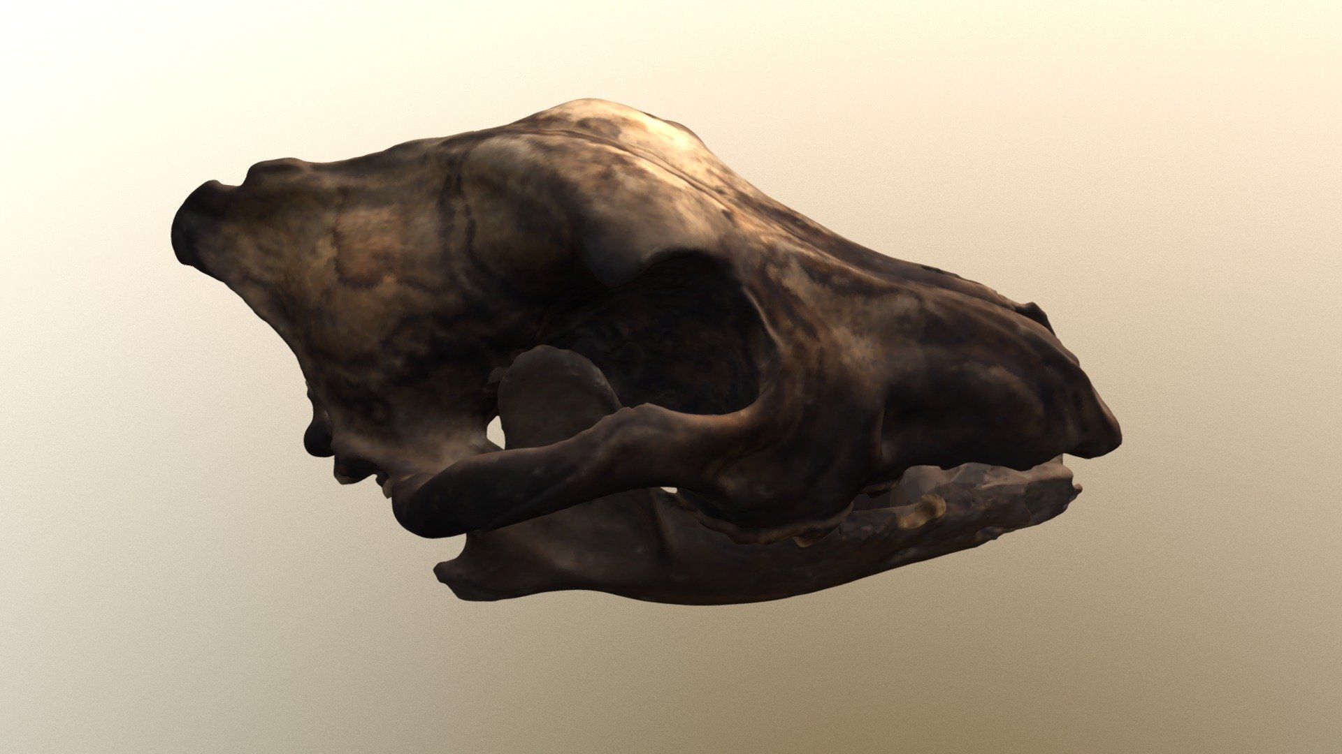 Dire Wolf Skull (VCU_3D_3214) - 3D model by Virtual Curation Lab ...