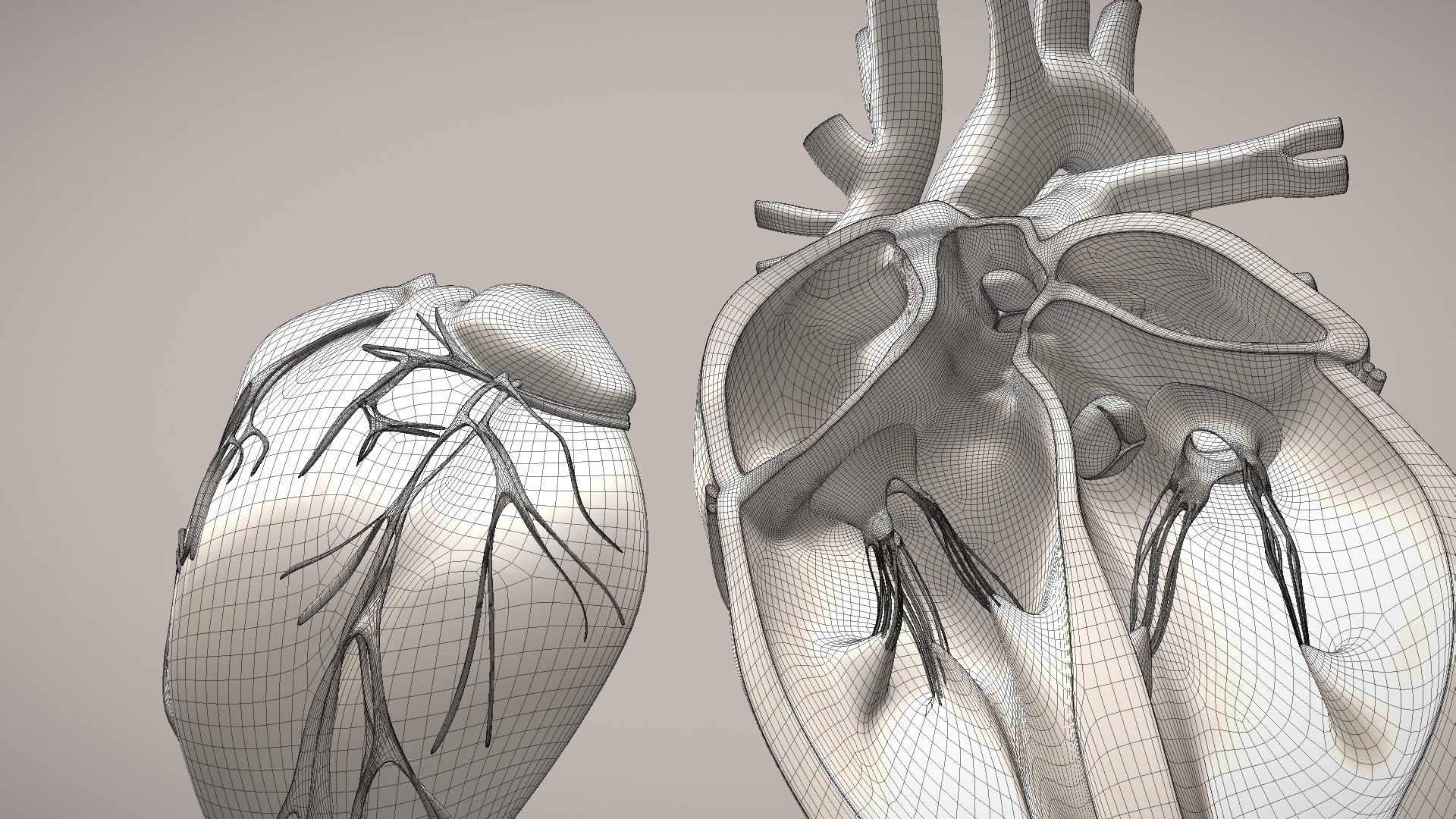 Heart_Anatomical_Maria Aronis cardiac-surgeon - 3D model by designby1kg ...