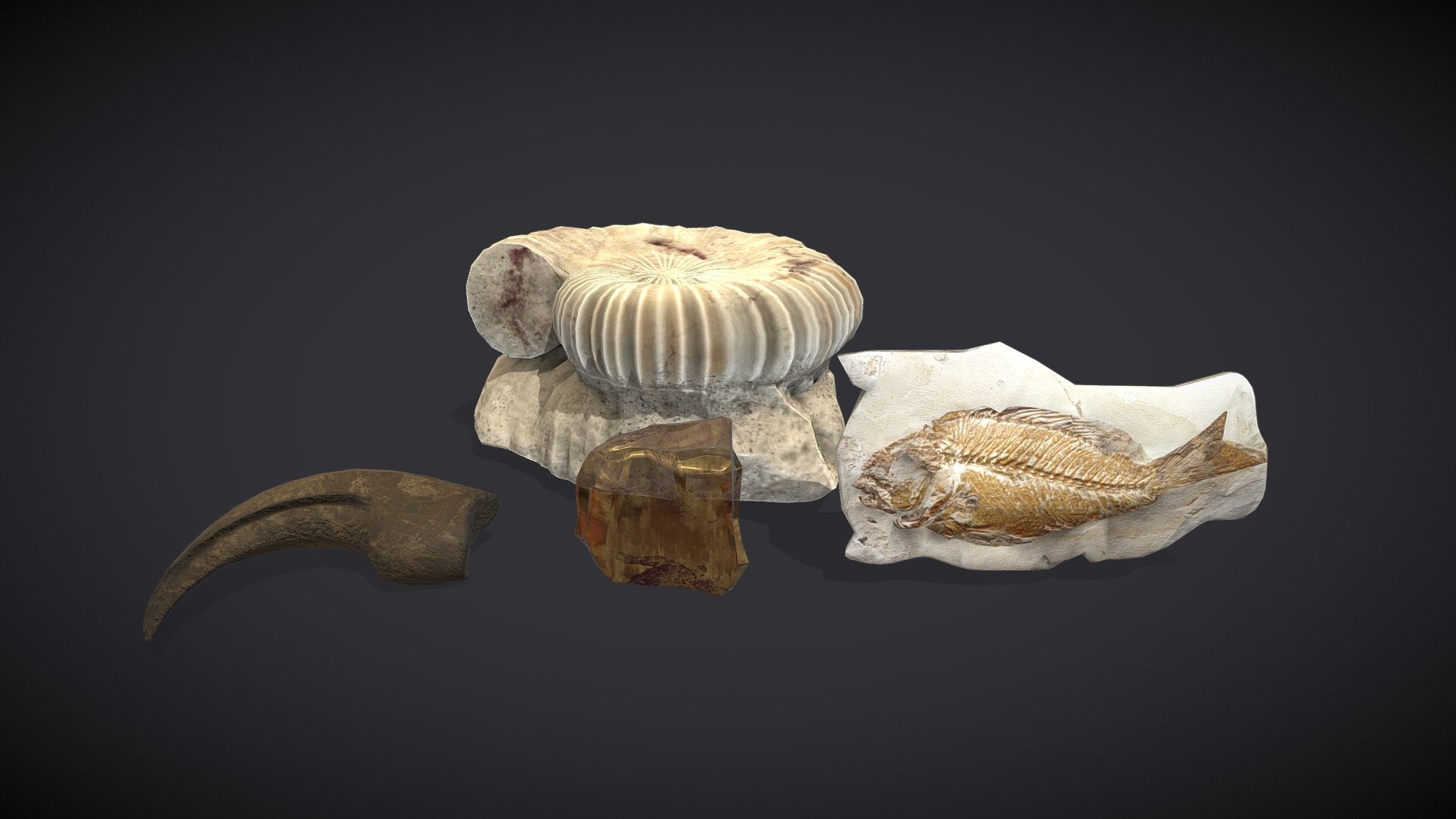 Museum Of Natural History | Fossils - Buy Royalty Free 3D model by ...