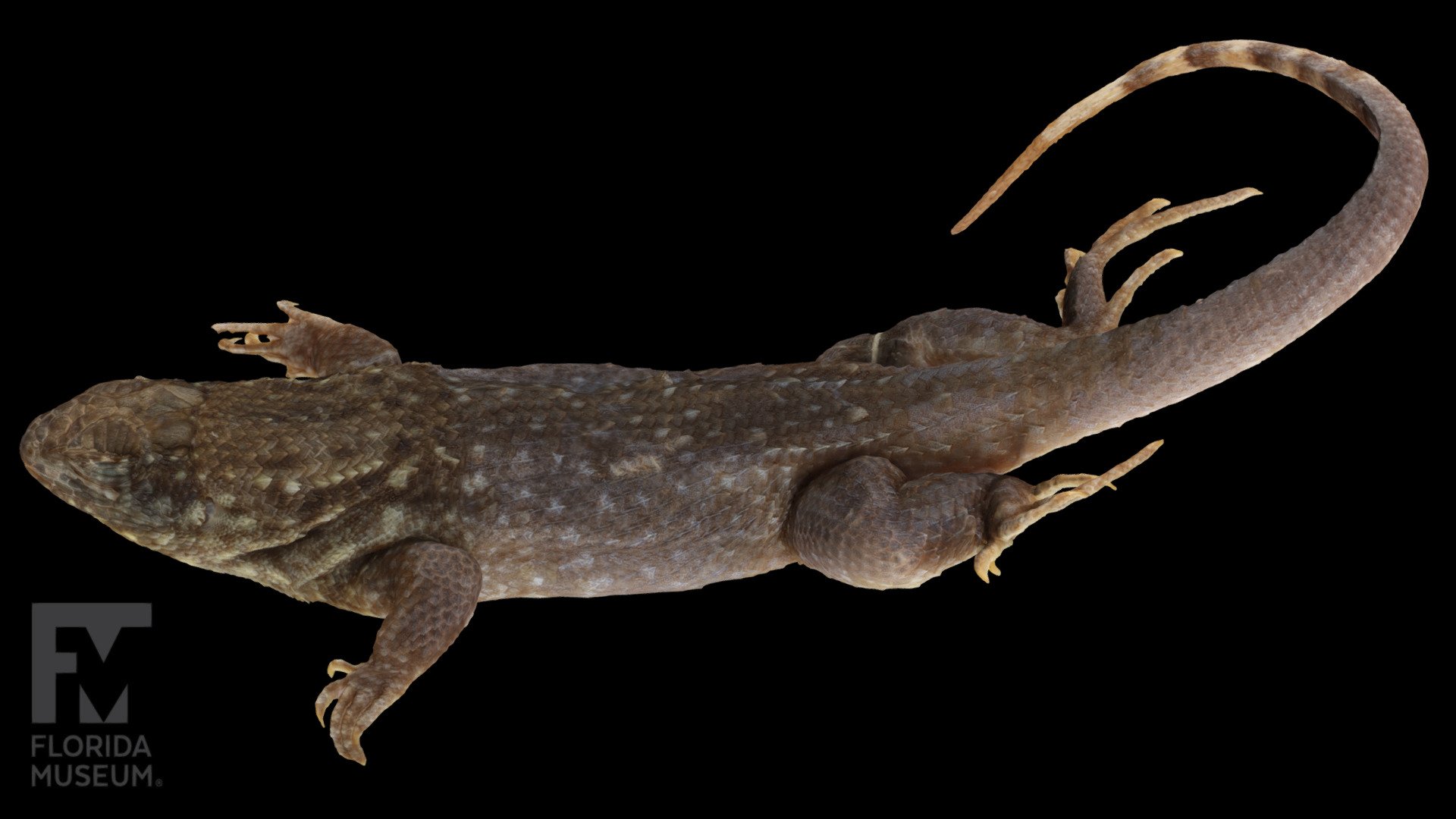 Northern Curly-tailed Lizard, Leiocephalidae - 3D model by ...