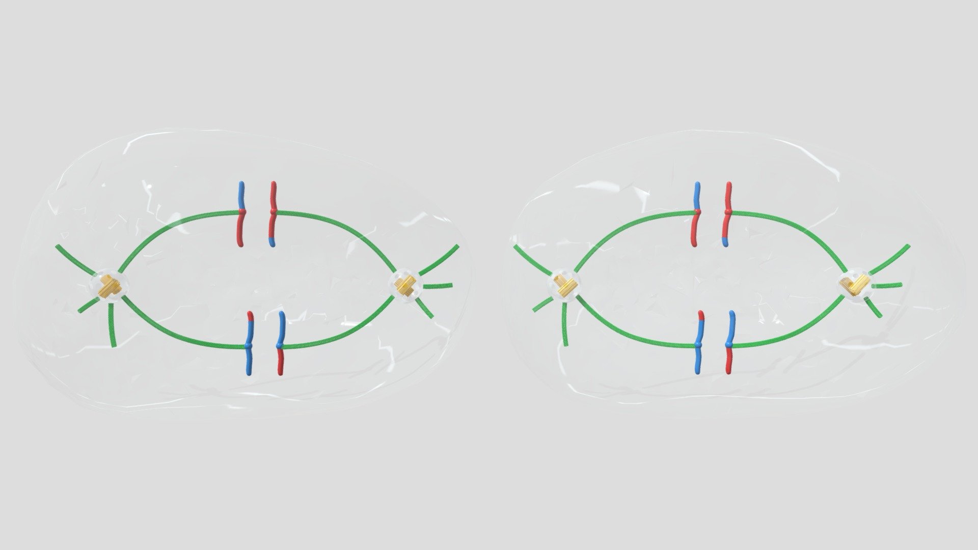 Cell Division 22 - Meiosis II Metaphase II - 3D model by Júlio Panzera ...