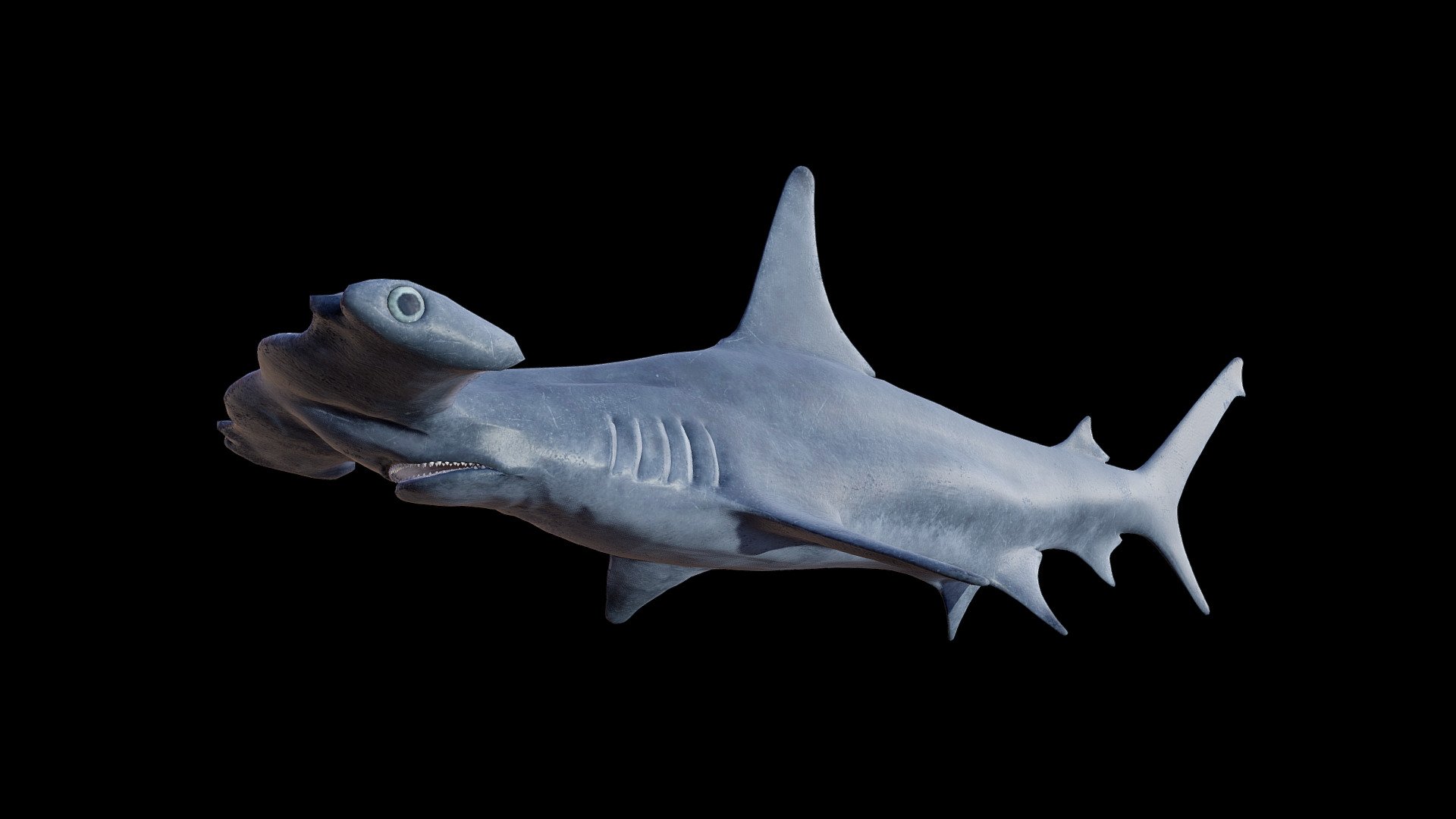 Hammerhead Shark - 3D model by Davide Zecca (@davzecca) [d9803e5 ...