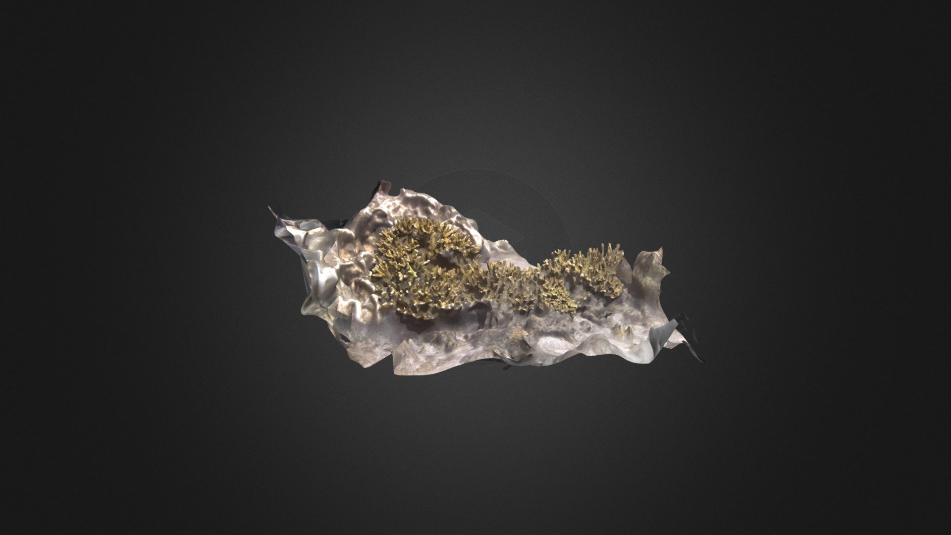 #41 - Pocillopora spp - San Josecito 28/01/2024 - 3D model by Innoceana ...
