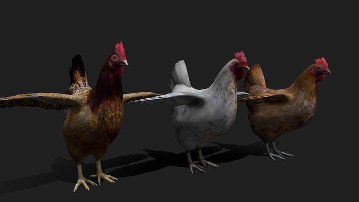 Chicken 3D models - Sketchfab