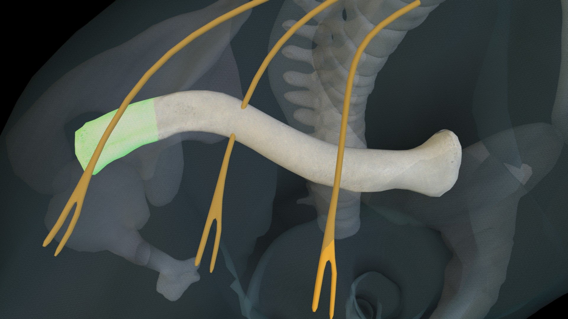 Clavicle - 3D model by Jana (@tocazuwete) [d983dc0] - Sketchfab