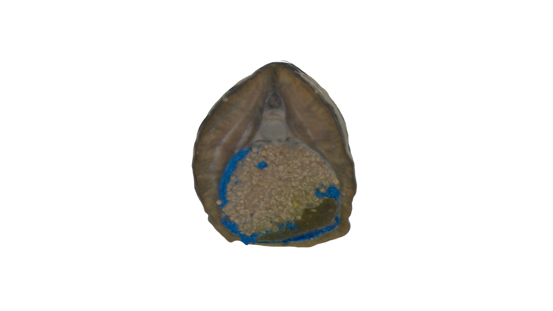 Lamprey Transverse 4 (Unlabelled) - Download Free 3D model by jdb56 ...