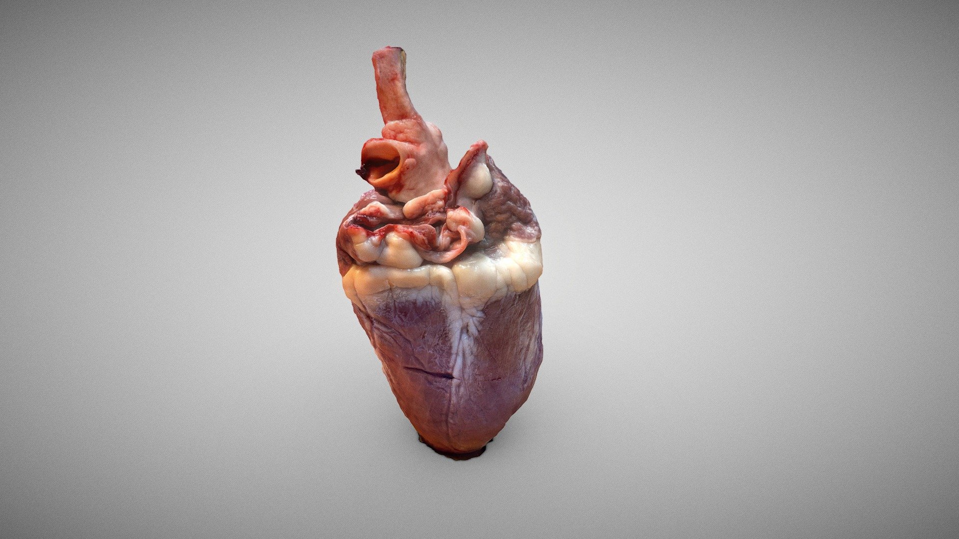 Sheep Heart - Download Free 3D model by mtaesiri [d989644] - Sketchfab