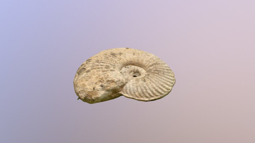 Ammonite - 3D model by pking [d98caa2] - Sketchfab