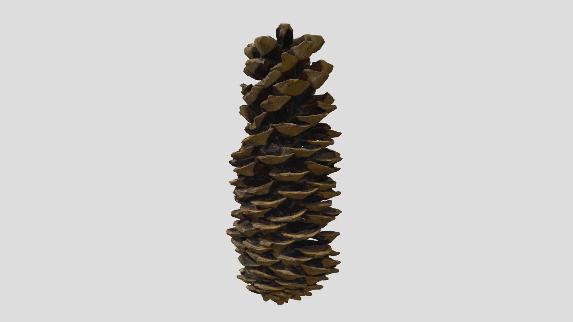 Large Pine Cone - 3D model by Aberdeen City Libraries (@AberdeenCityLibraries) [d98d23e] - Sketchfab