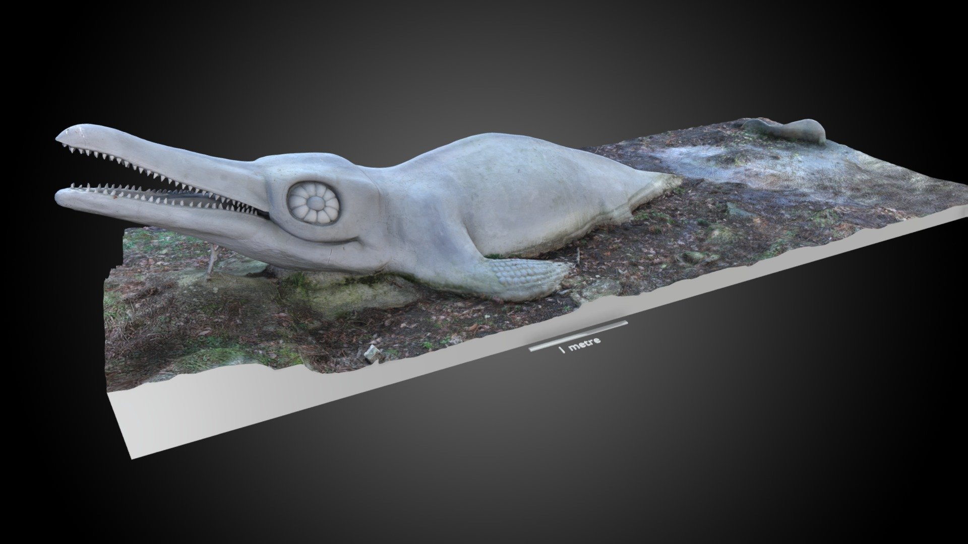 11 Ichthyosaurus communis - 3D model by Historic England ...