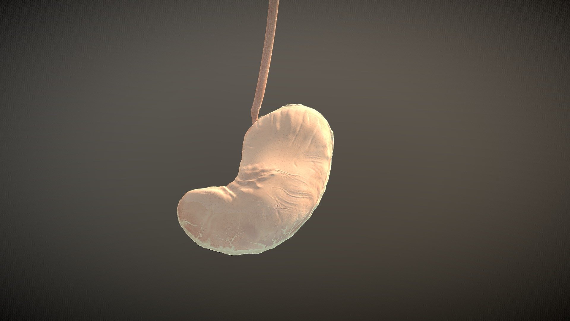 Human_stomach - 3D model by JonnaPestrea [d99585a] - Sketchfab