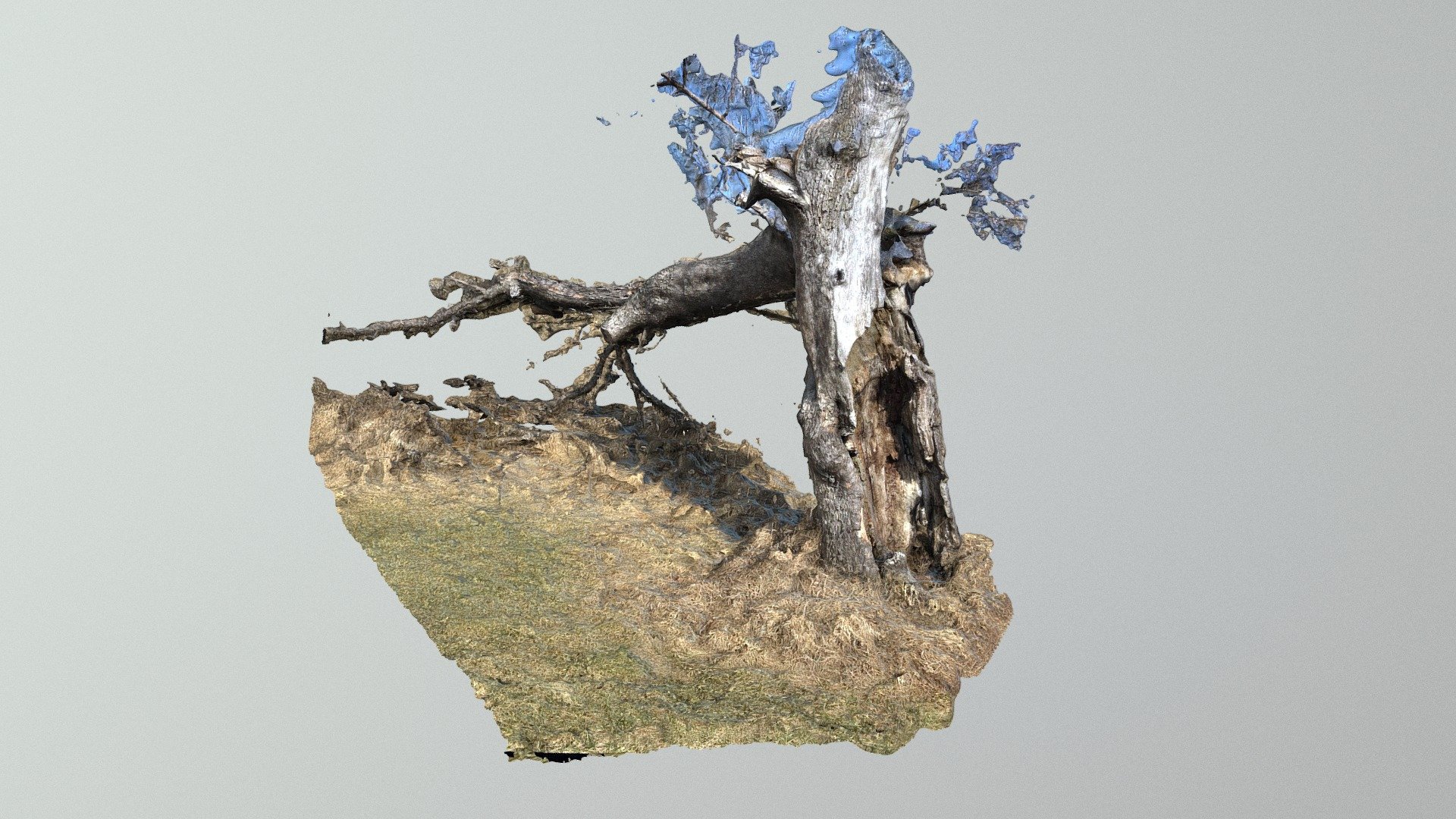 Broken Tree at the Robert Frost Stone House - 3D model by Bennington3D ...