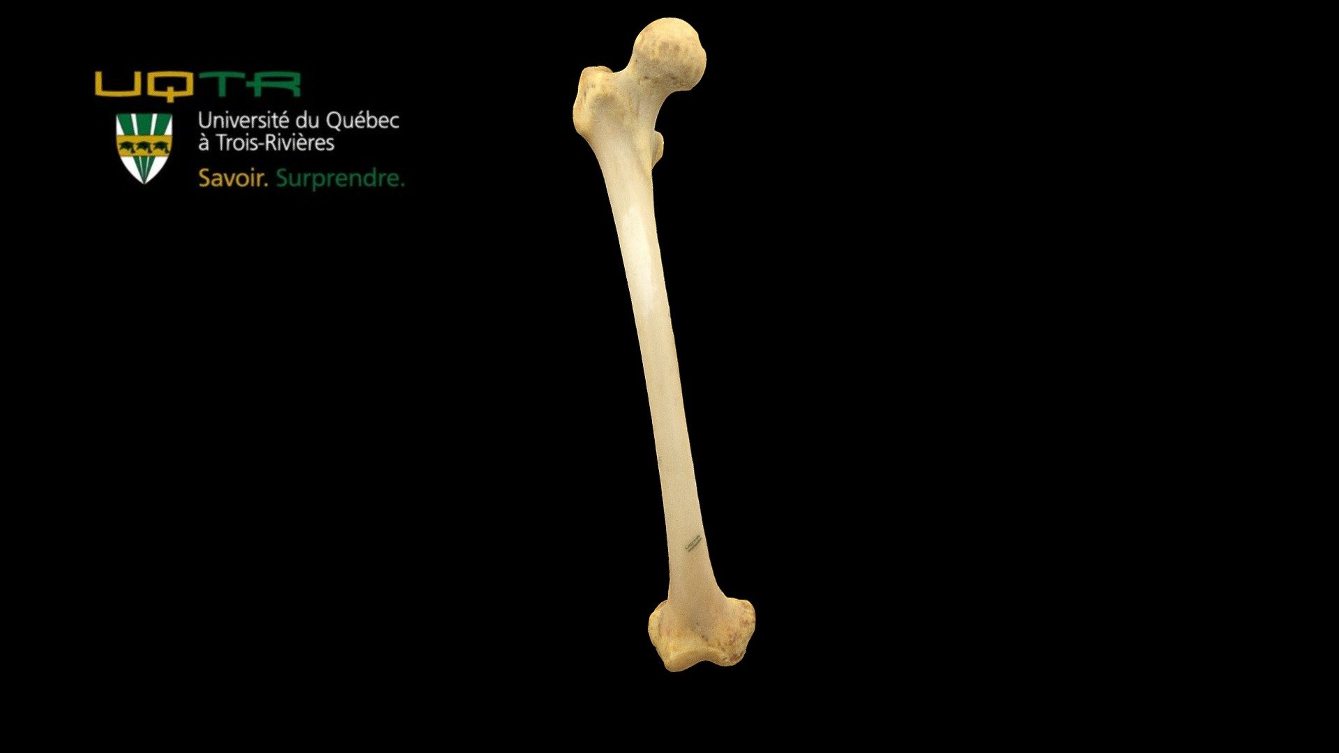 Fémur droit / Right femoral bone - 3D model by Anatomie UQTR - Anatomy ...