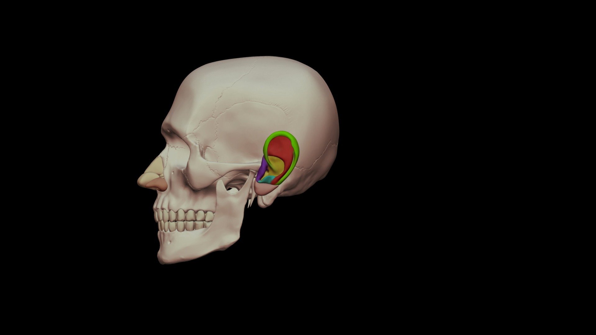 Cartilages Of The Ear - 3D model by Digital Ecorche Massing Models ...