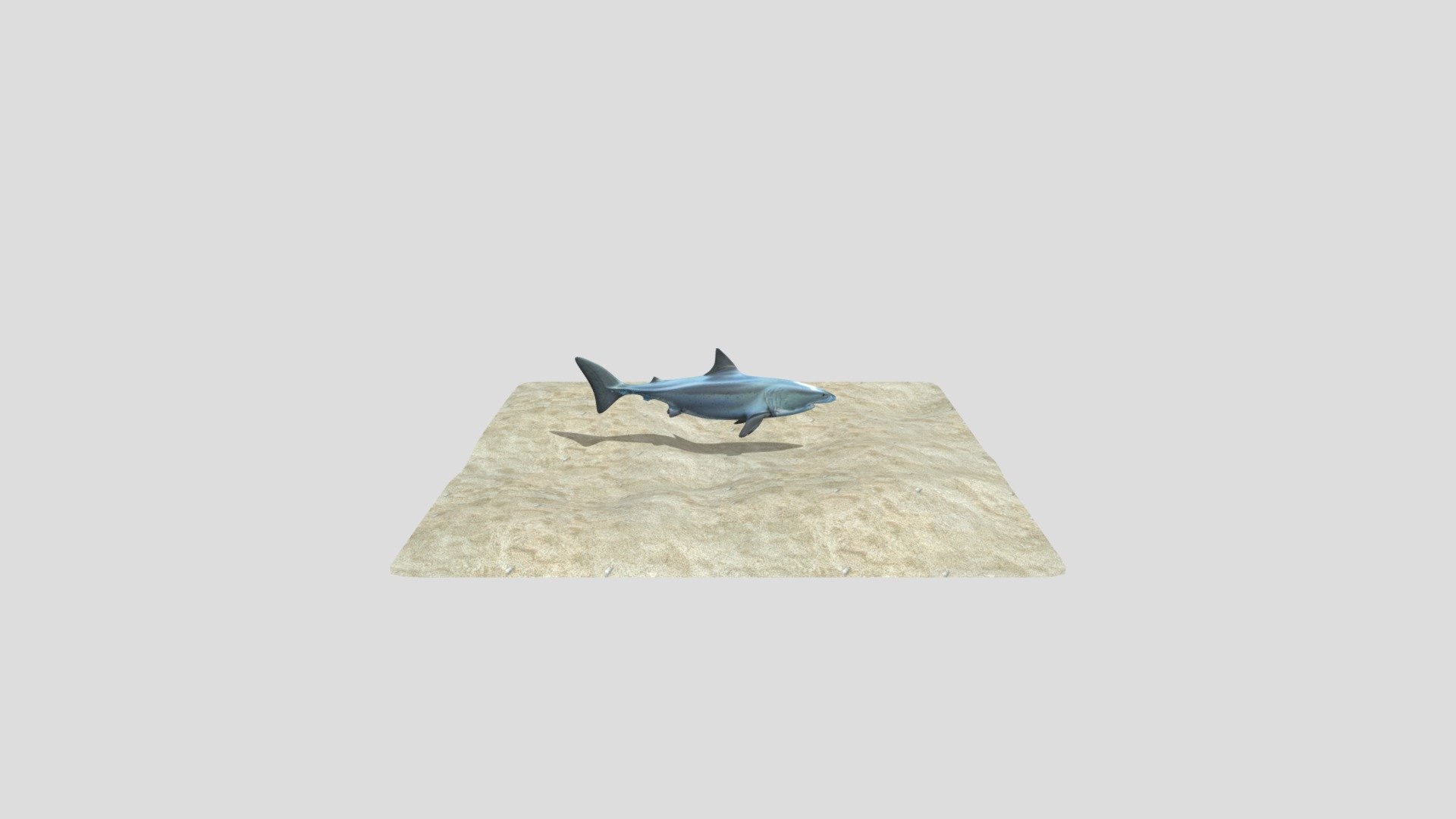 04 Tiburon - Download Free 3D model by SemestreOlvidado [d9a080a ...