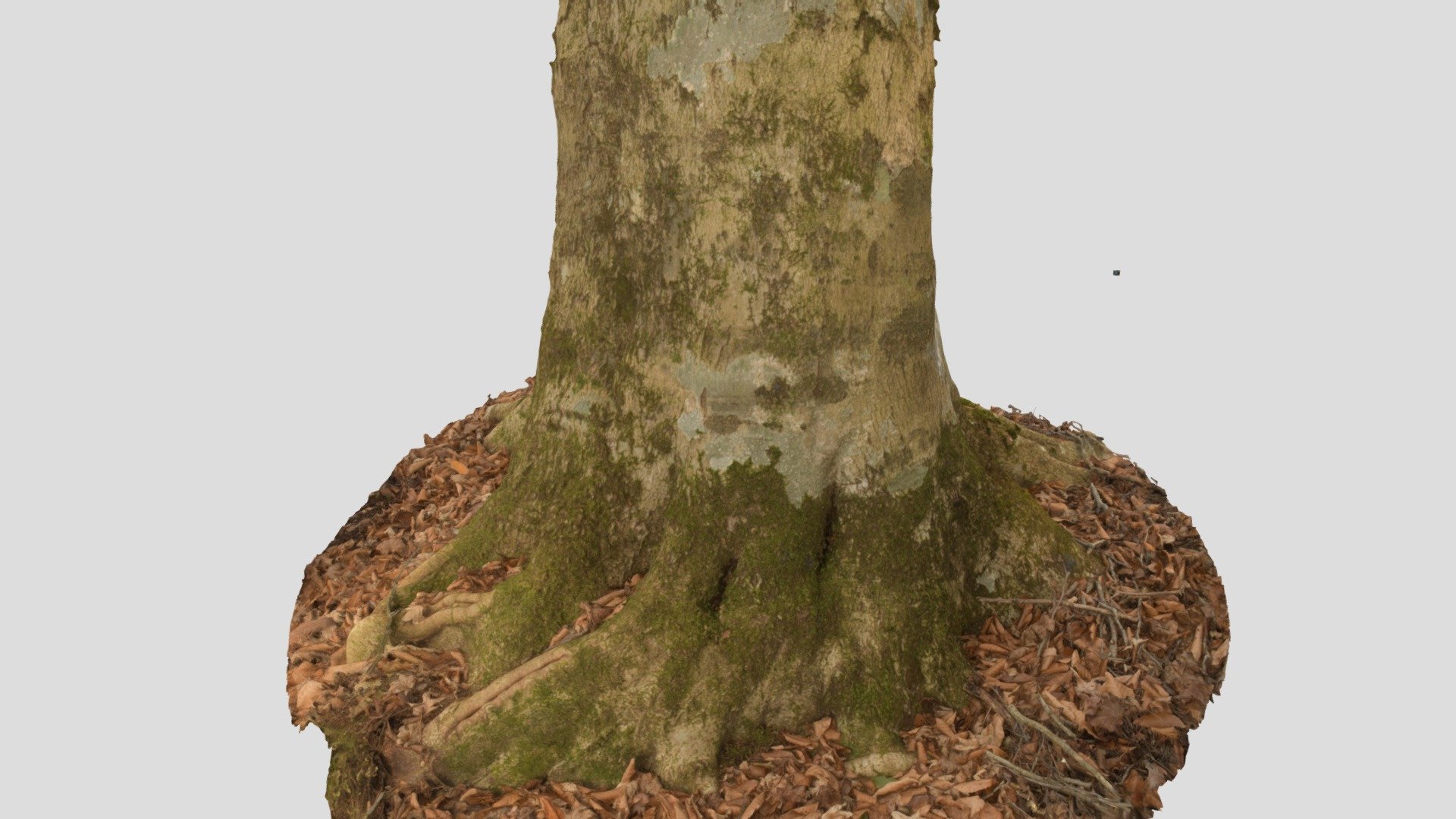 CC0 ブナ Japanese Beech, Fagus crenata - Download Free 3D model by ffish.asia / floraZia.com ...